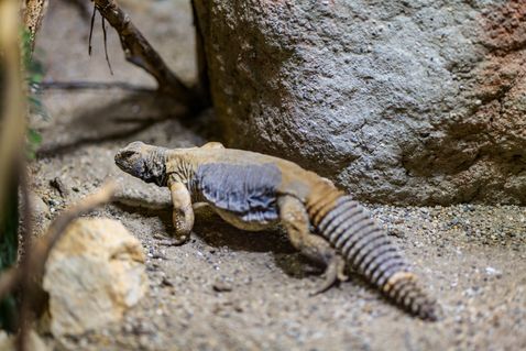 Legless Lizards: Amazing Facts and Diversity Explained