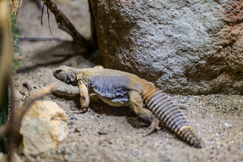 Legless Lizards: Amazing Facts and Diversity Explained