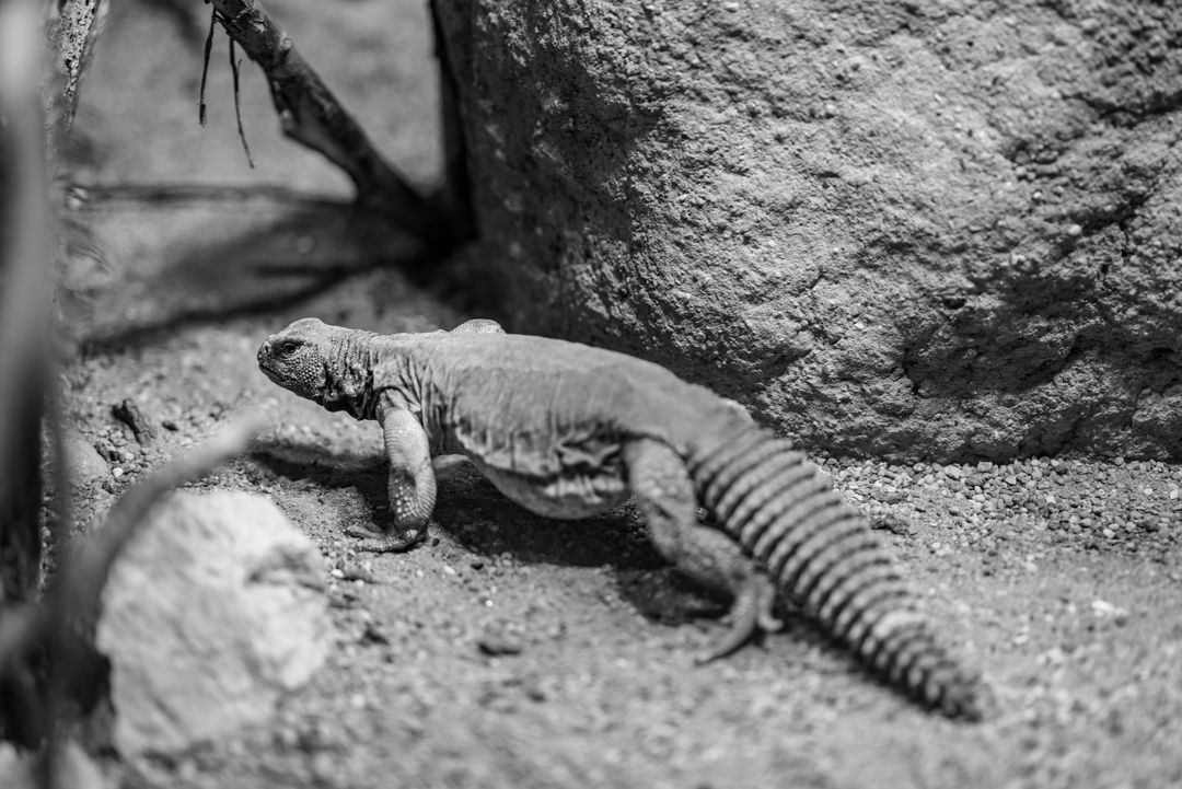 Gila Monster Lizard: Unique Biology and Conservation Efforts