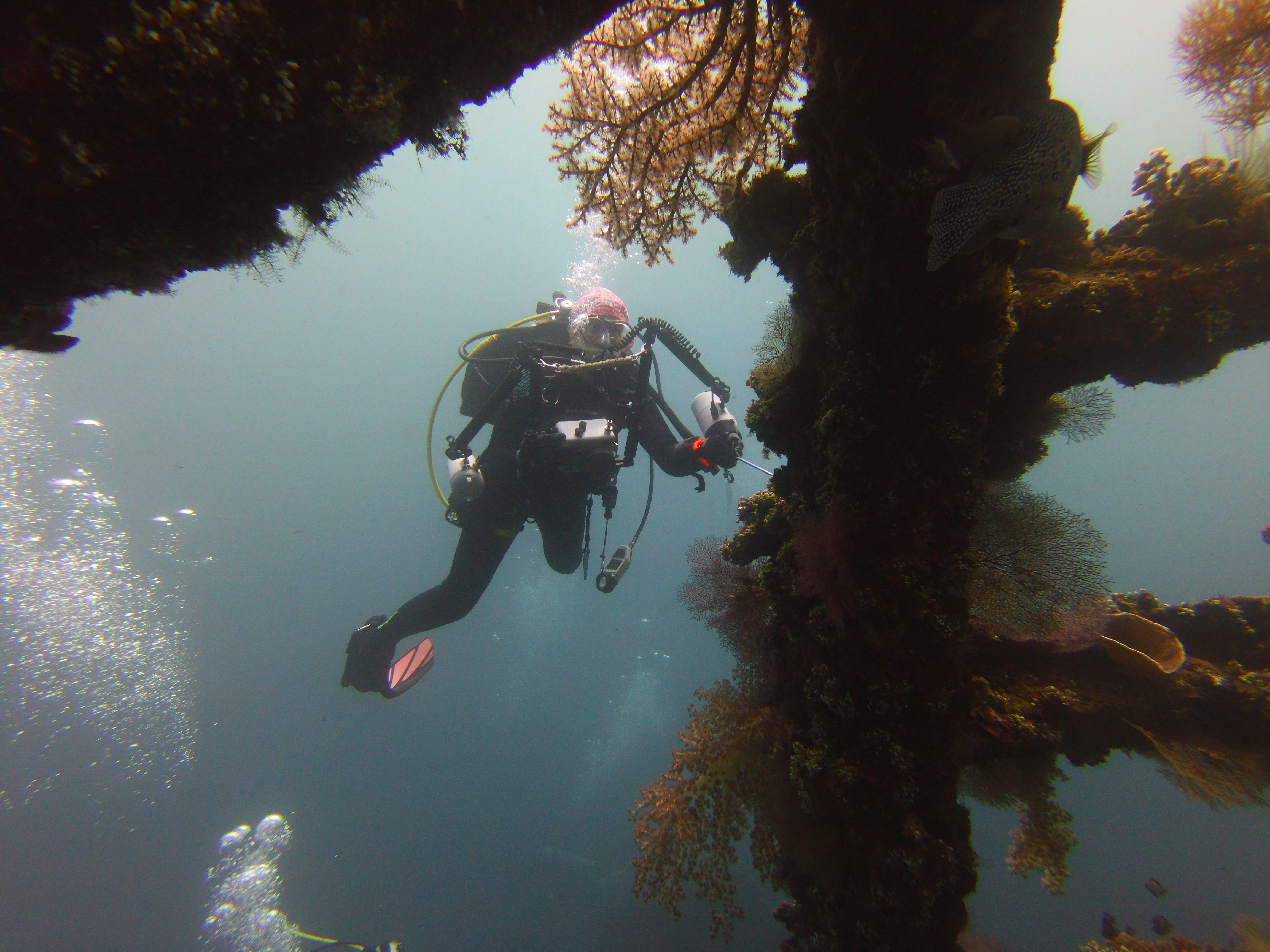 4.000+ melhores imagens de Coral Reefs Disappear · Download 100% grátis ...