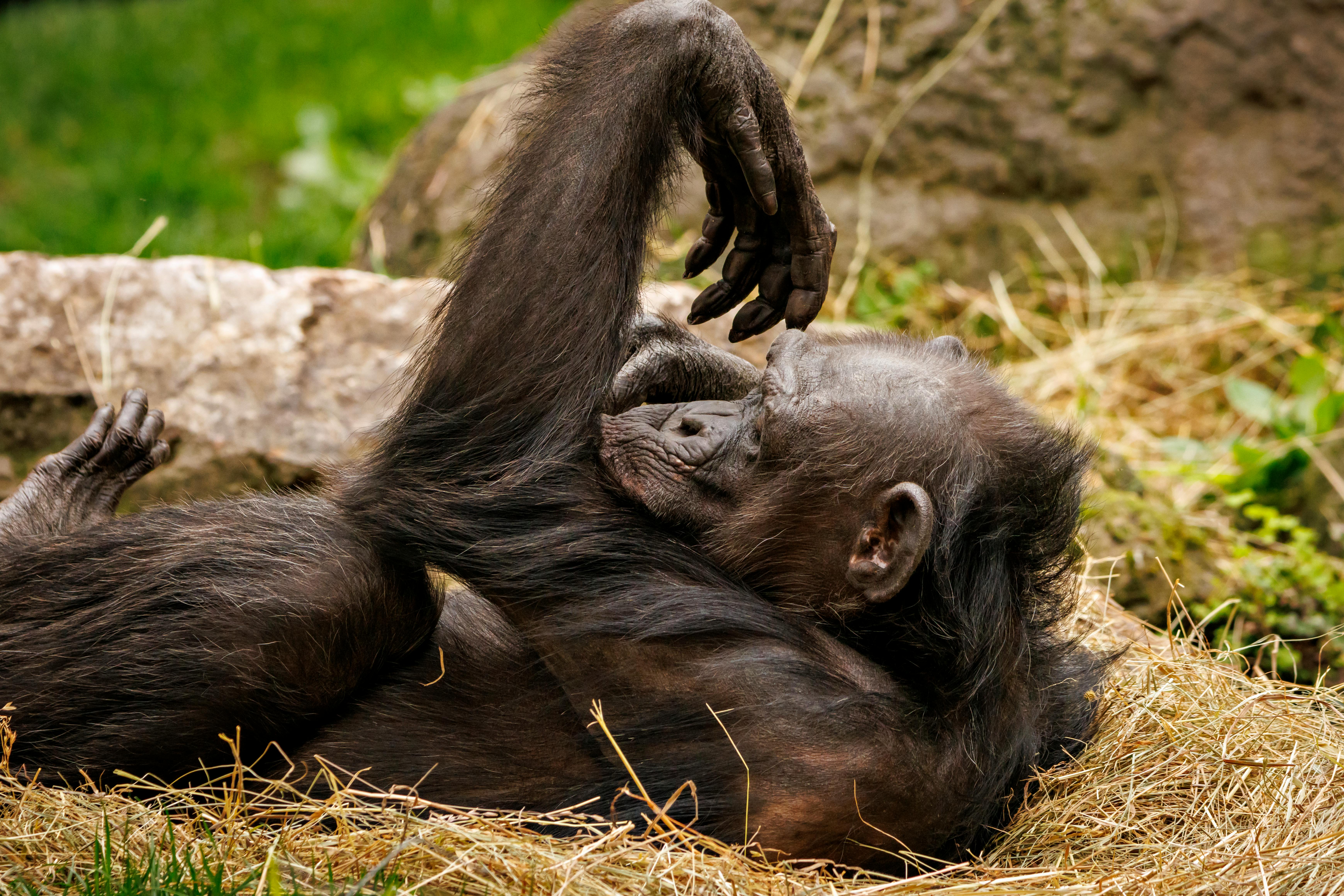 Relaxed Chimpanzee Resting Outdoors · Free Stock Photo