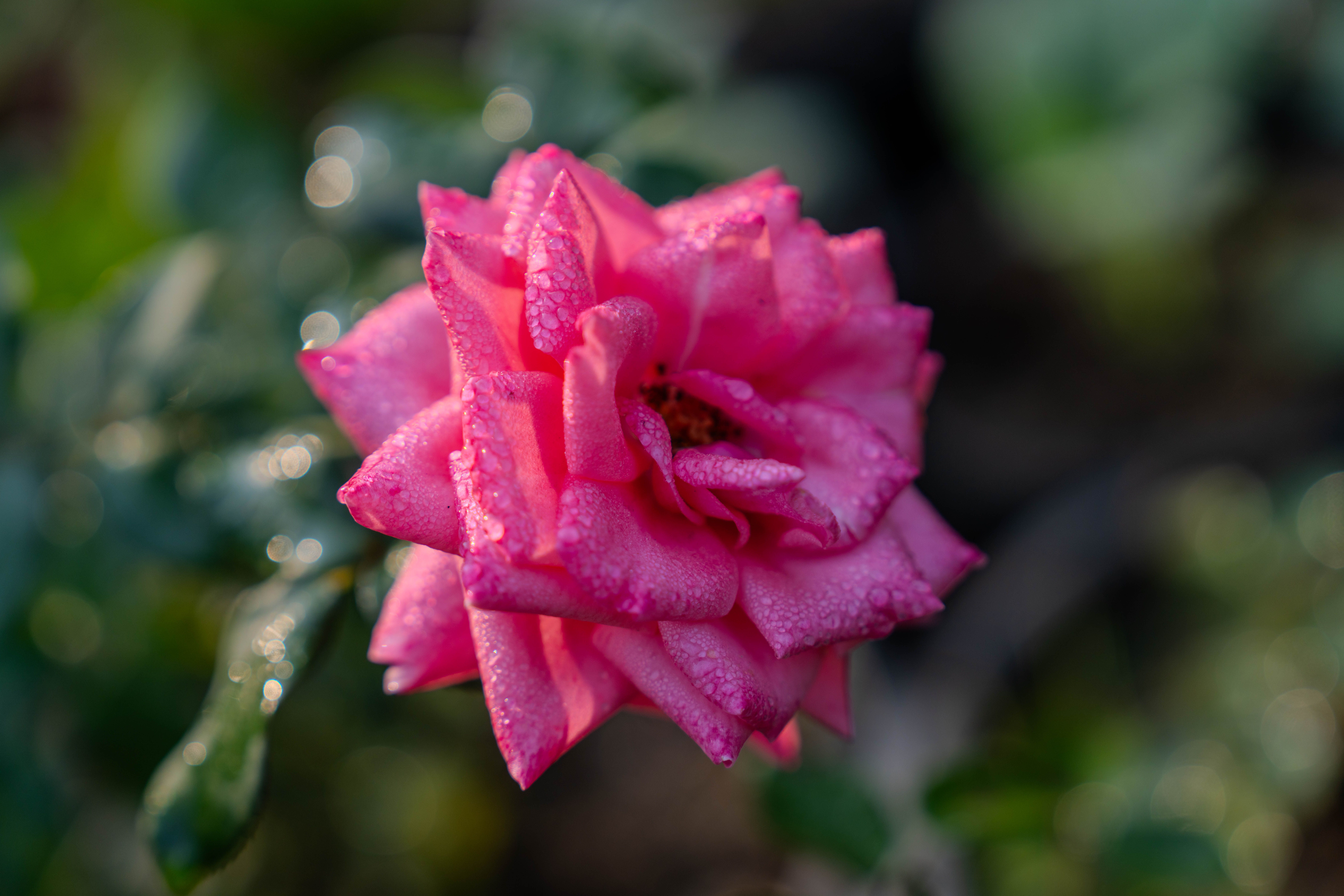 Dew-Kissed Pink Rose in Morning Light · Free Stock Photo