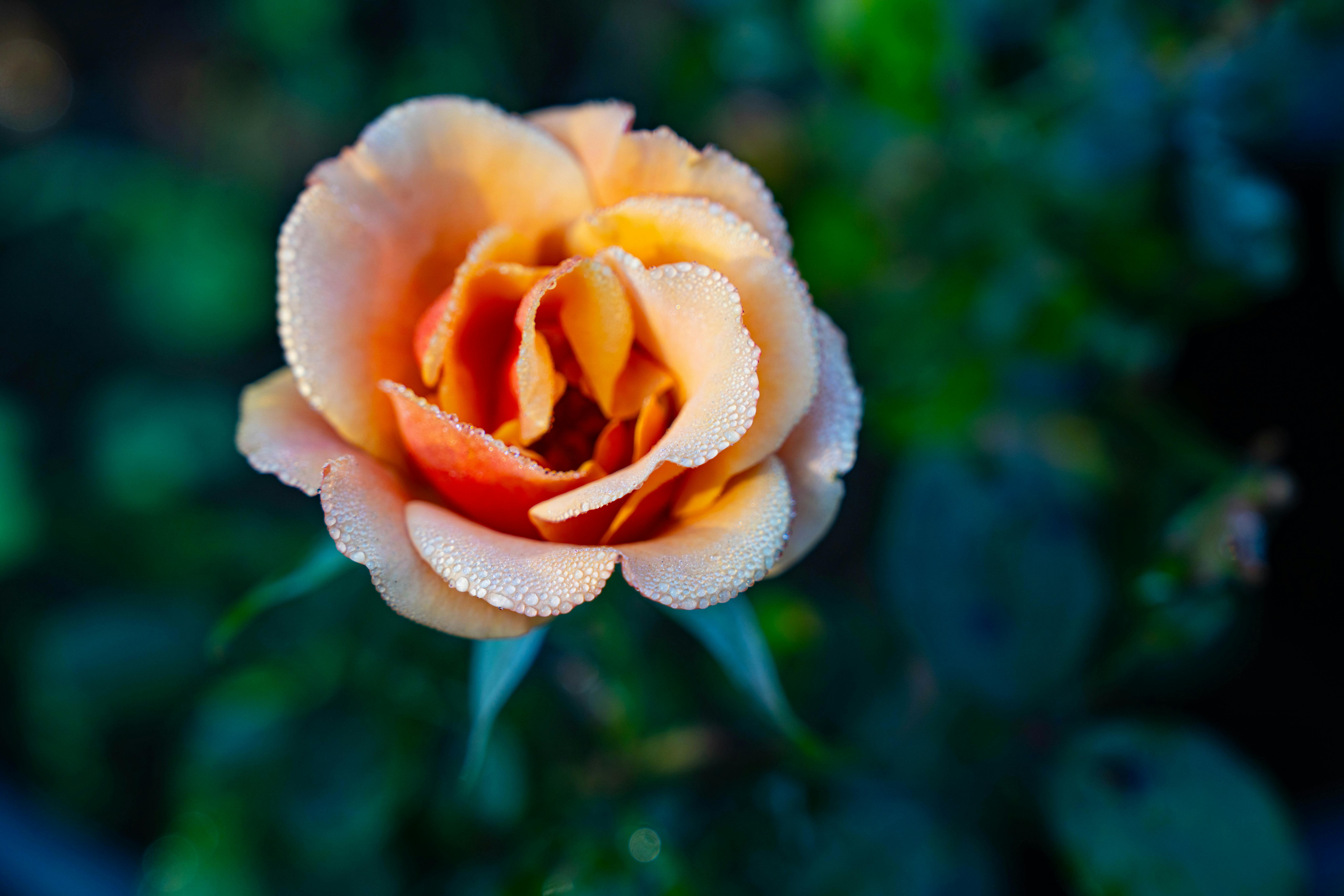 Gratis stockfoto van achtertuin bloem, bloem bloei, bloemblad textuur ...