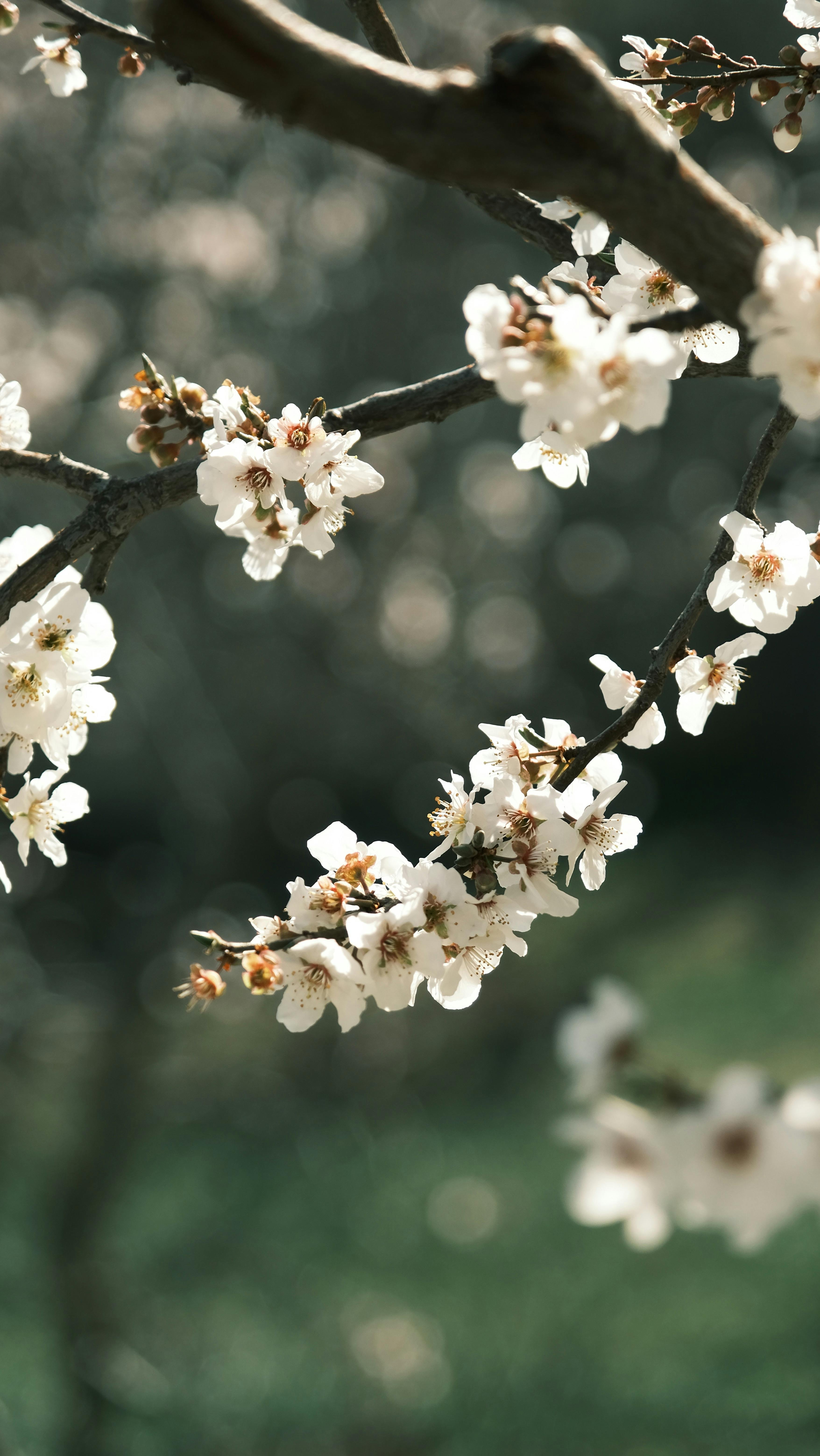 Springtime Cherry Blossoms in Full Bloom · Free Stock Photo