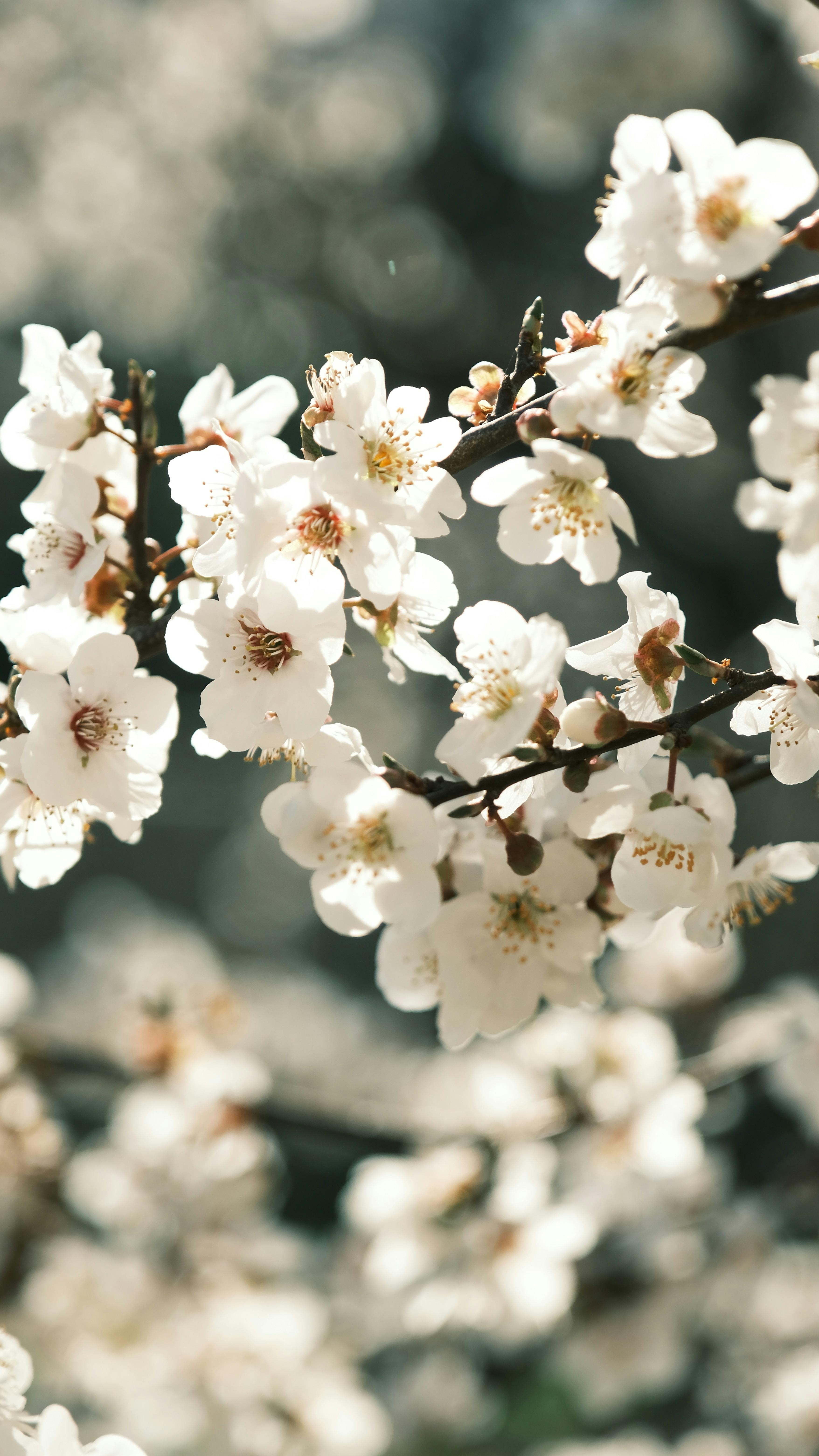 Springtime Cherry Blossoms in Full Bloom · Free Stock Photo