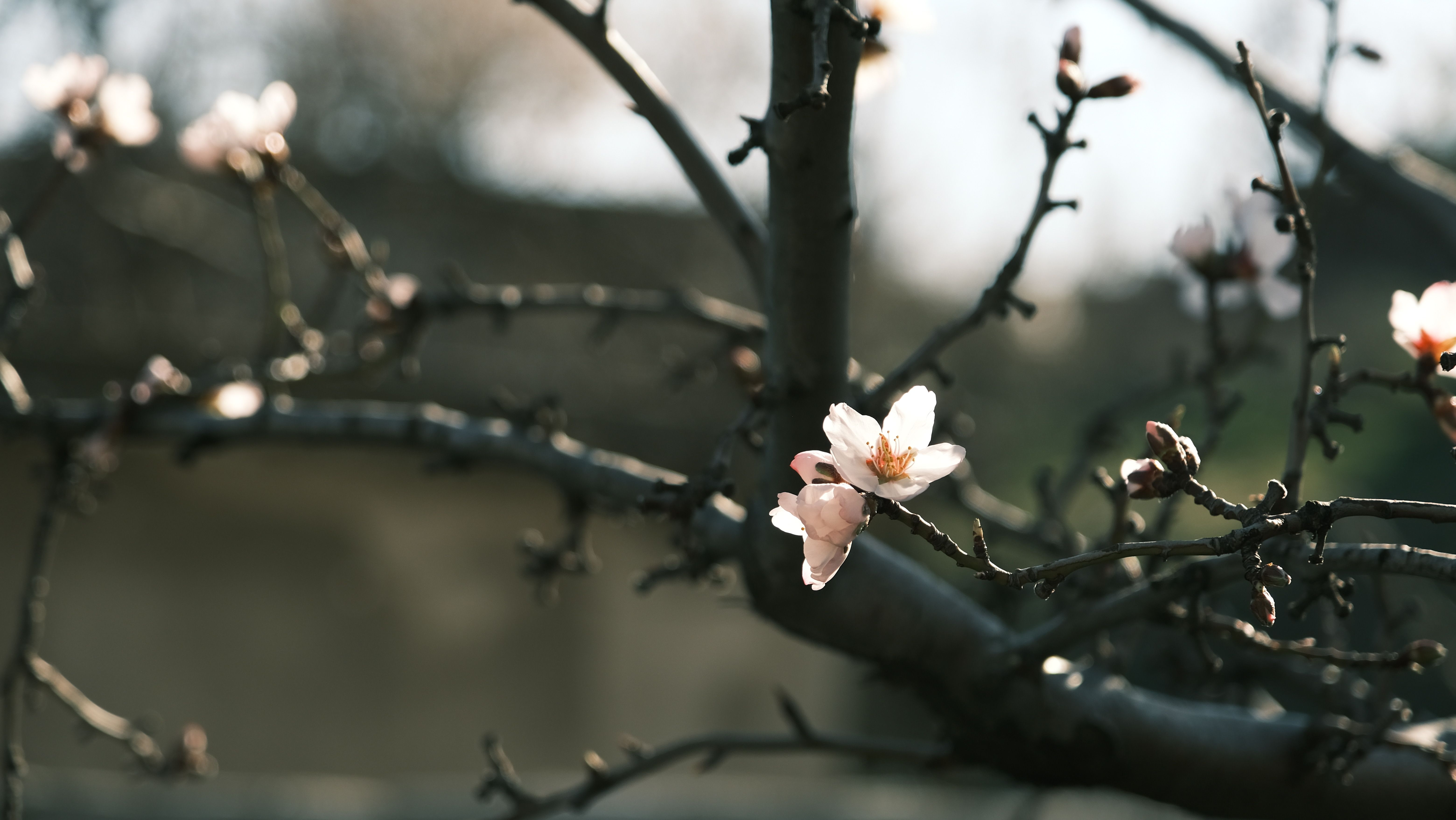 Delicate Spring Blossom on Tree Branch · Free Stock Photo