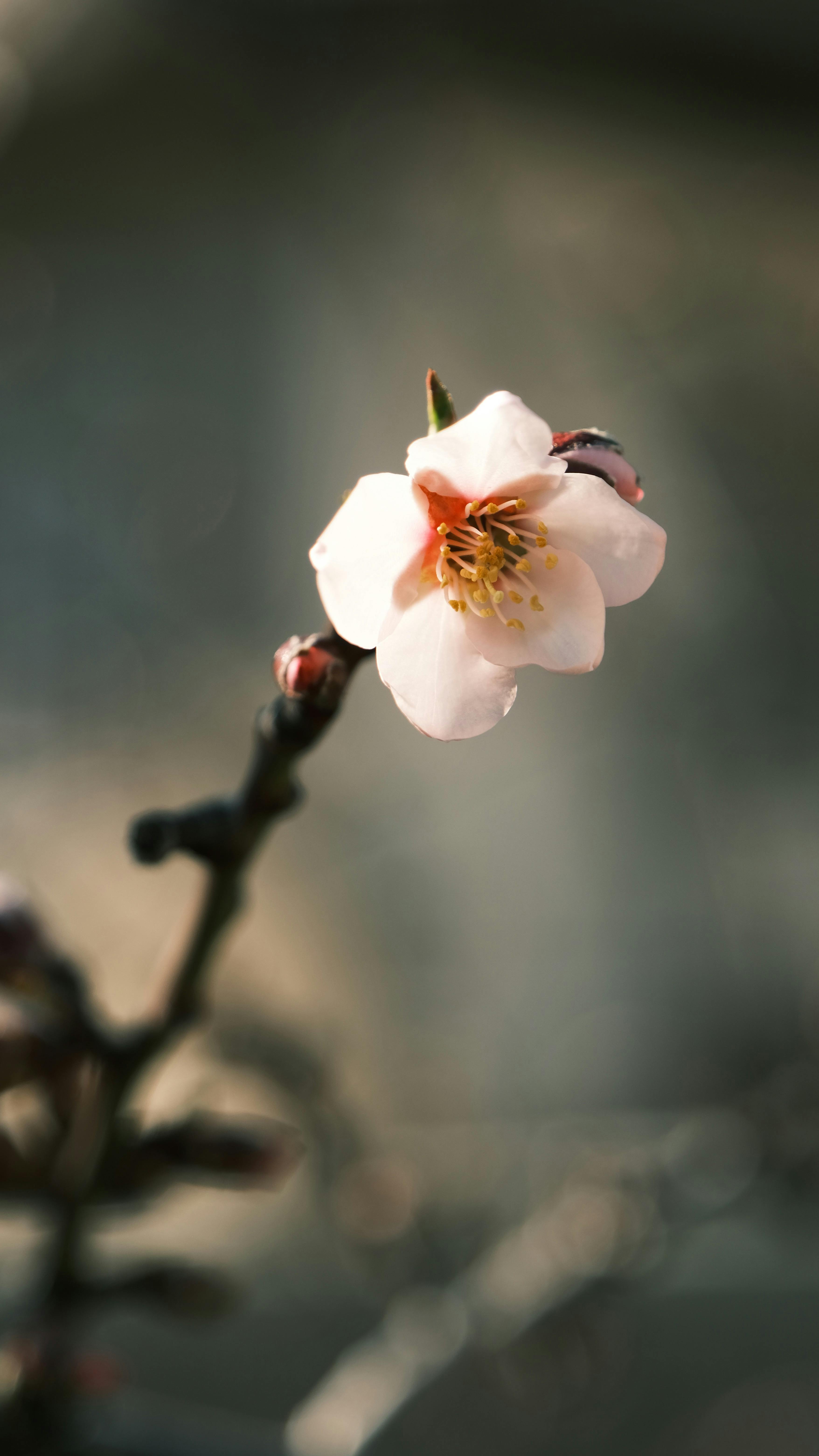 Imx+Peaches Photos, Download The BEST Free Imx+Peaches Stock Photos ...