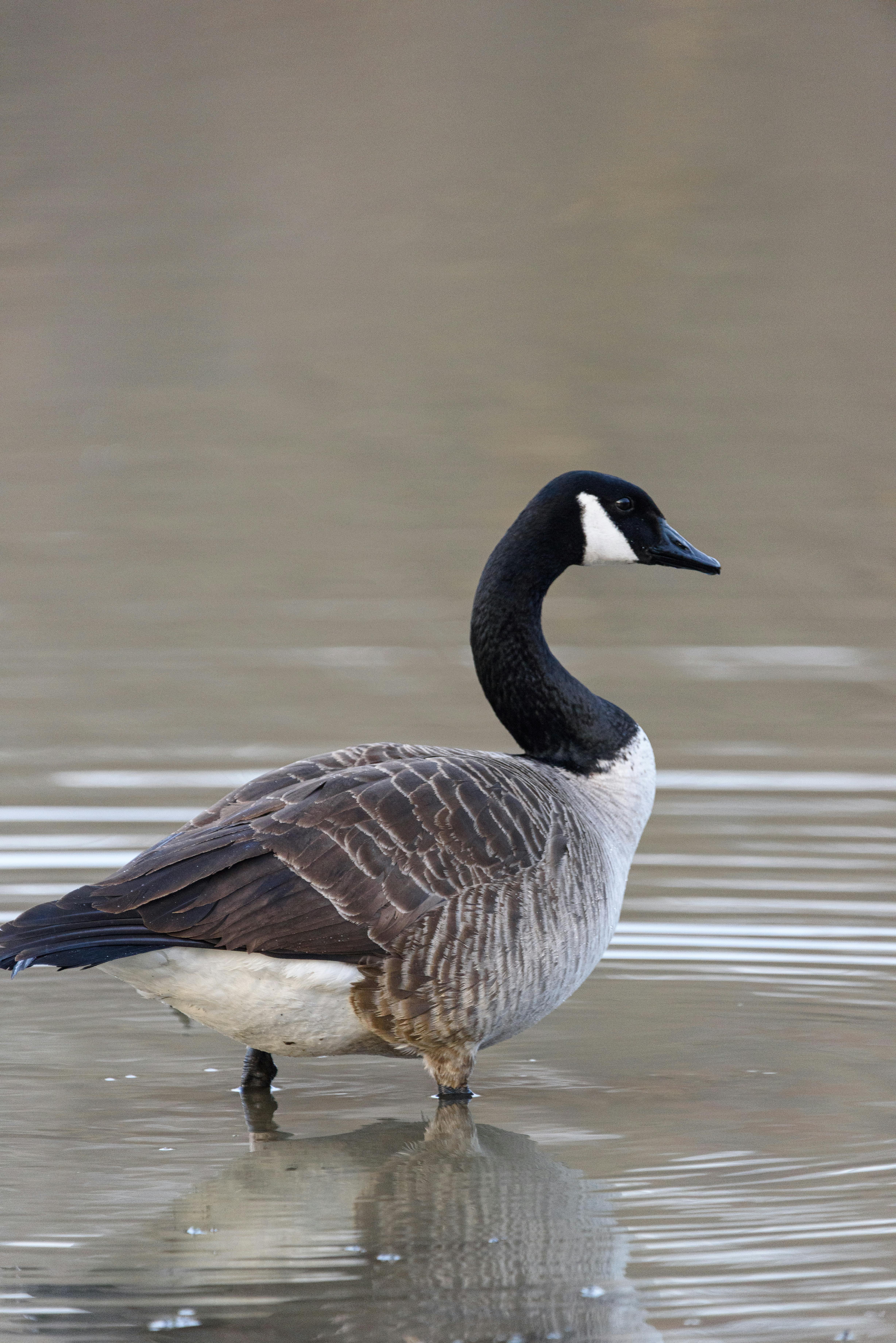 Thanksgiving Goose Photos, Download The BEST Free Thanksgiving Goose ...