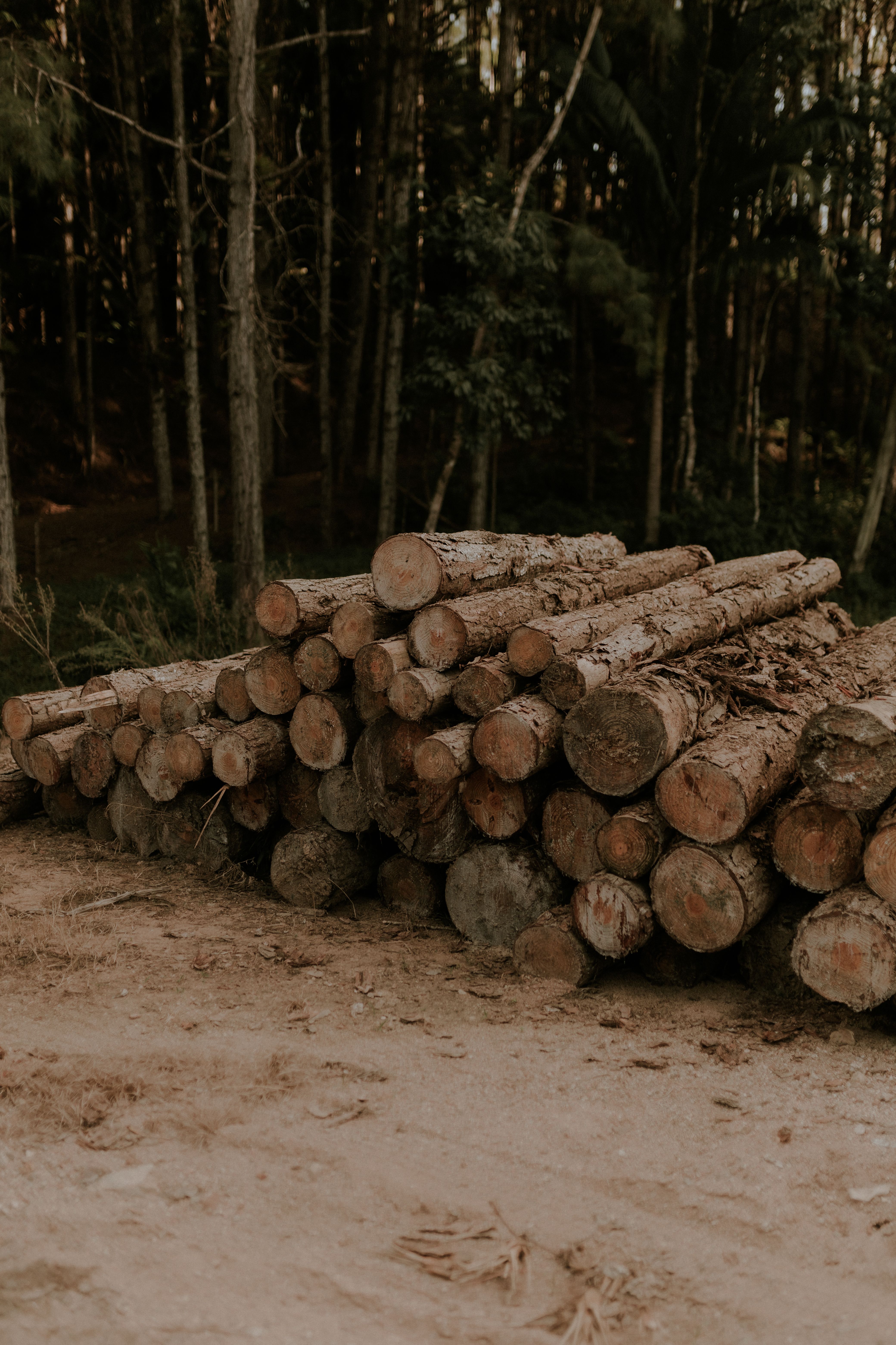 Troncos Apilados En Un Claro Del Bosque · Foto de stock gratuita