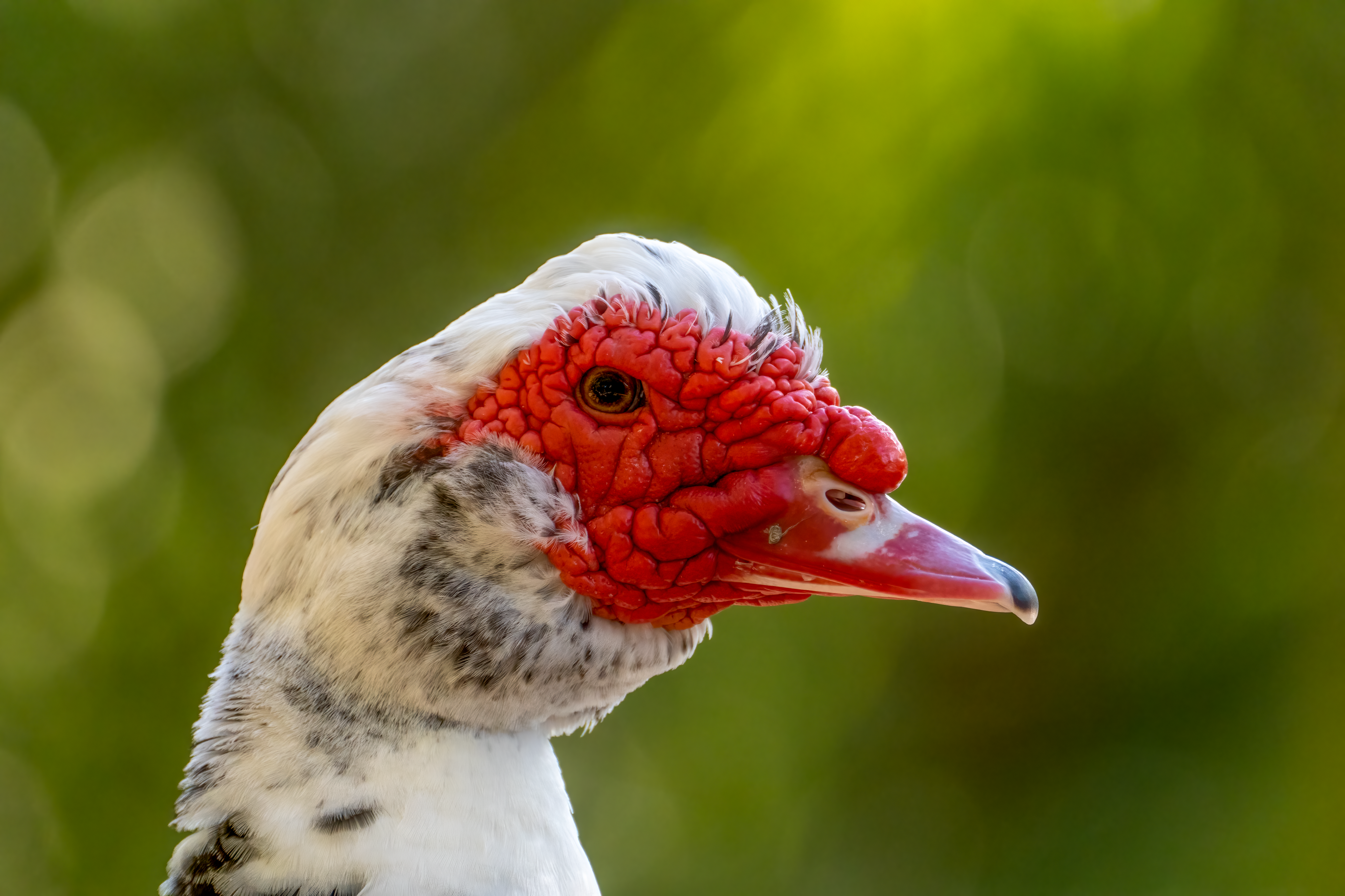Gros Plan D'un Canard De Barbarie Dans Le Parc De Valence · Photo gratuite