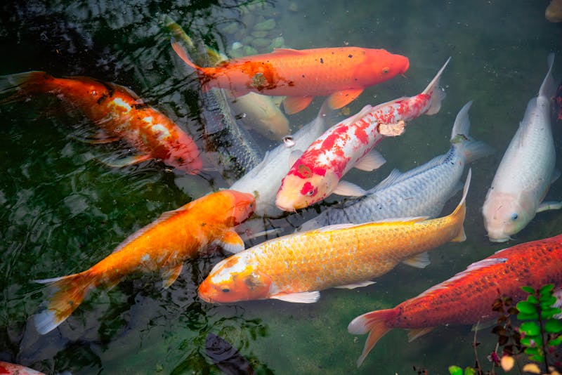Koi Fish Photos, Download The BEST Free Koi Fish Stock Photos & HD Images