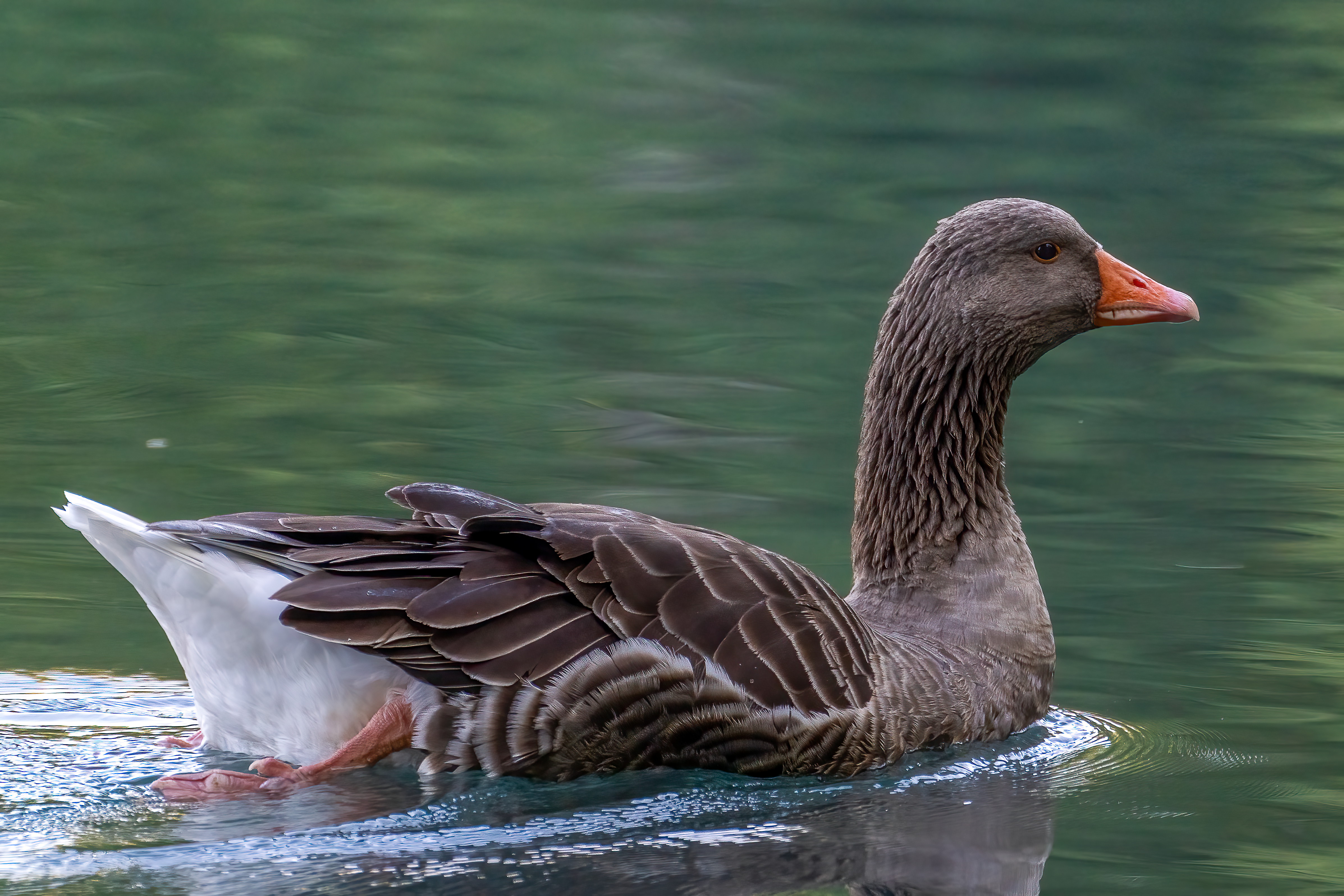 Peaceful Goose Gliding on Calm Waters · Free Stock Photo