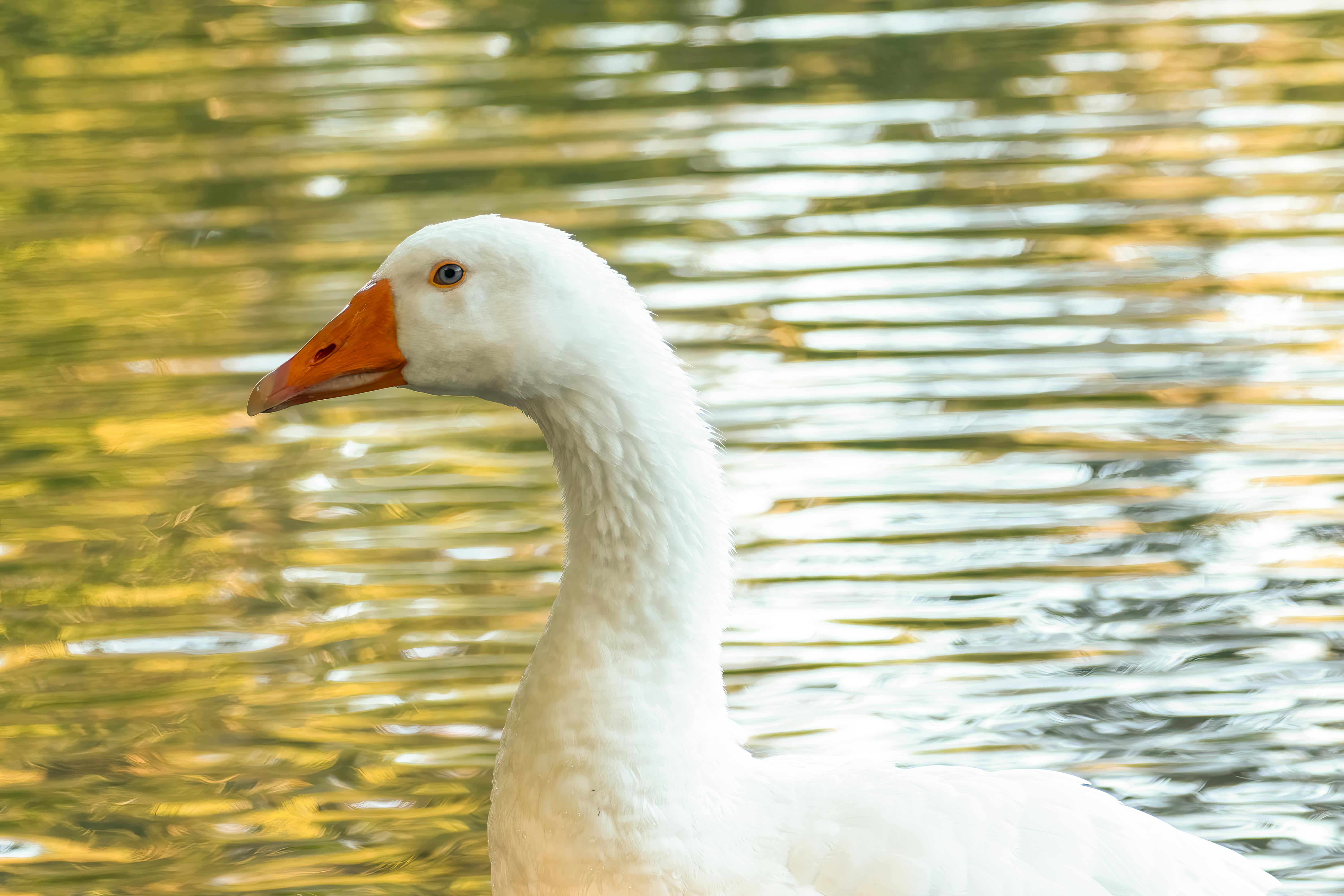 Goose Wallpaper Photos, Download The BEST Free Goose Wallpaper Stock ...