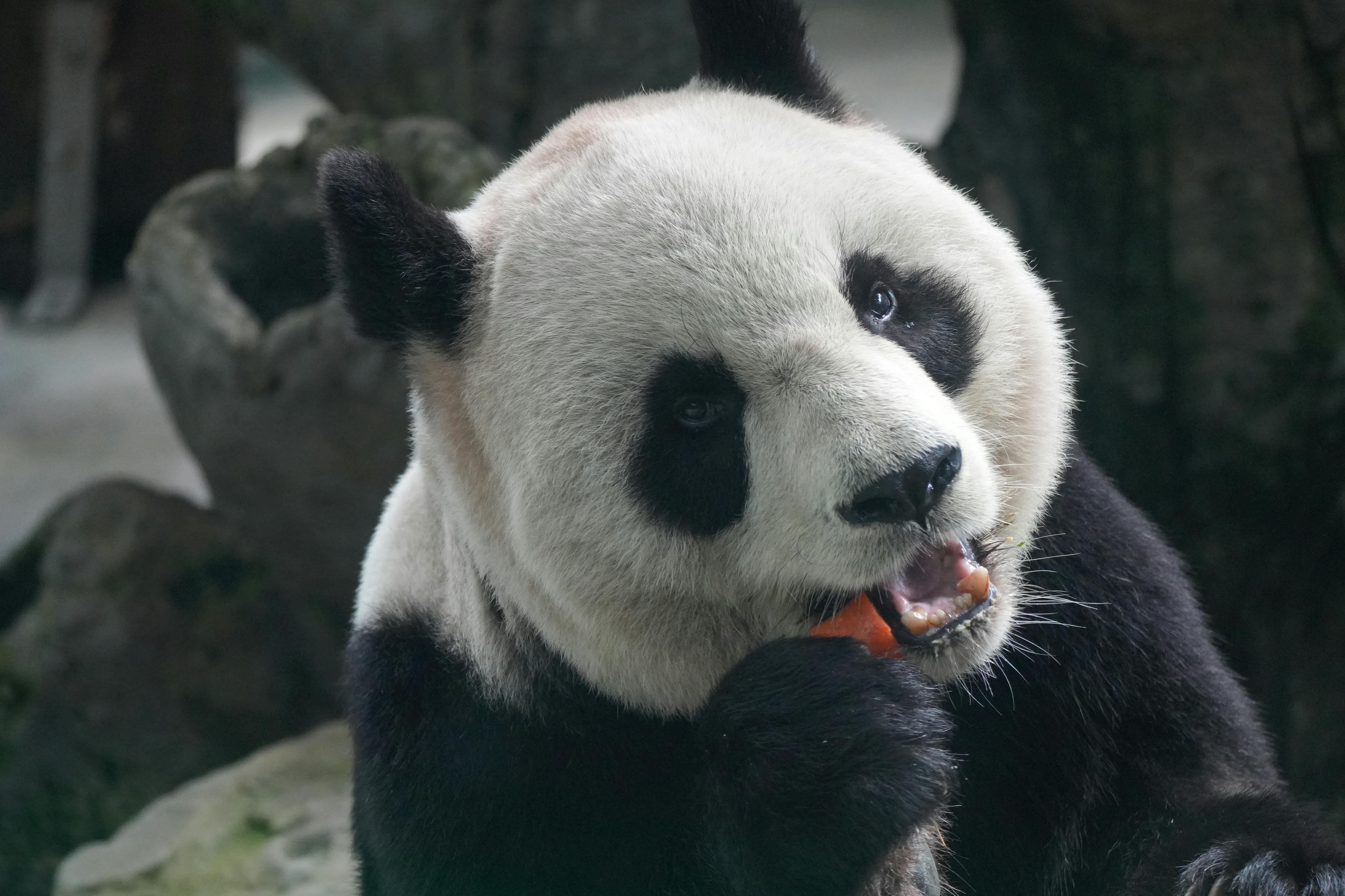 Giant Panda Chewing on a Carrot in Taiwan · Free Stock Photo