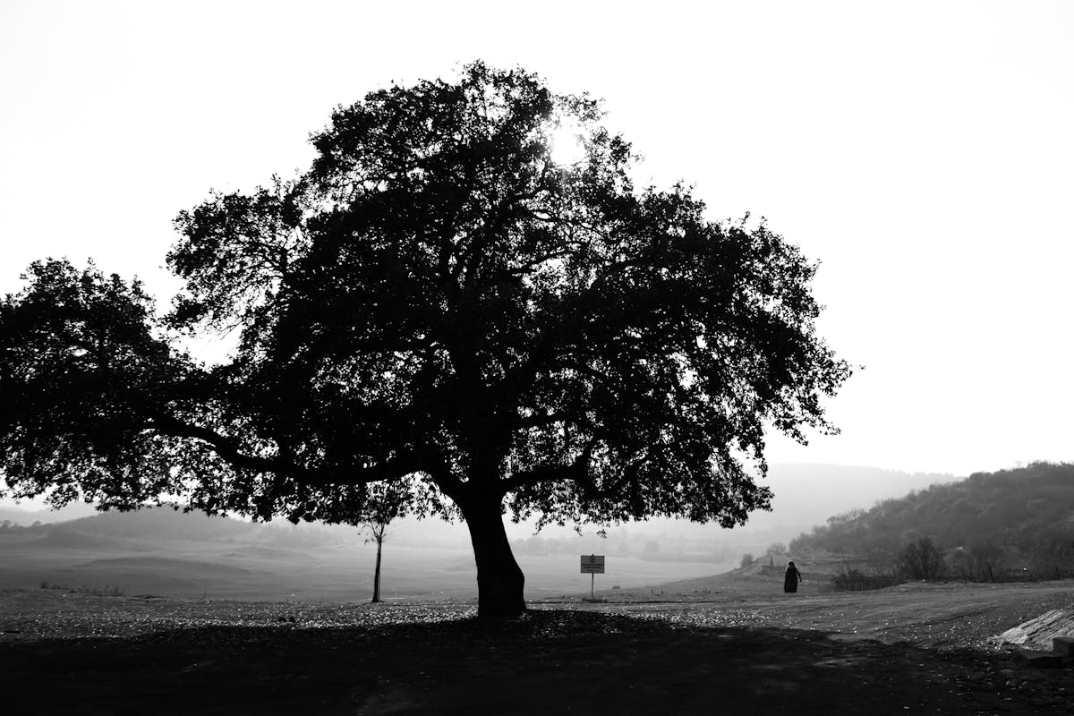 Oak Tree Photos, Download The BEST Free Oak Tree Stock Photos & HD Images
