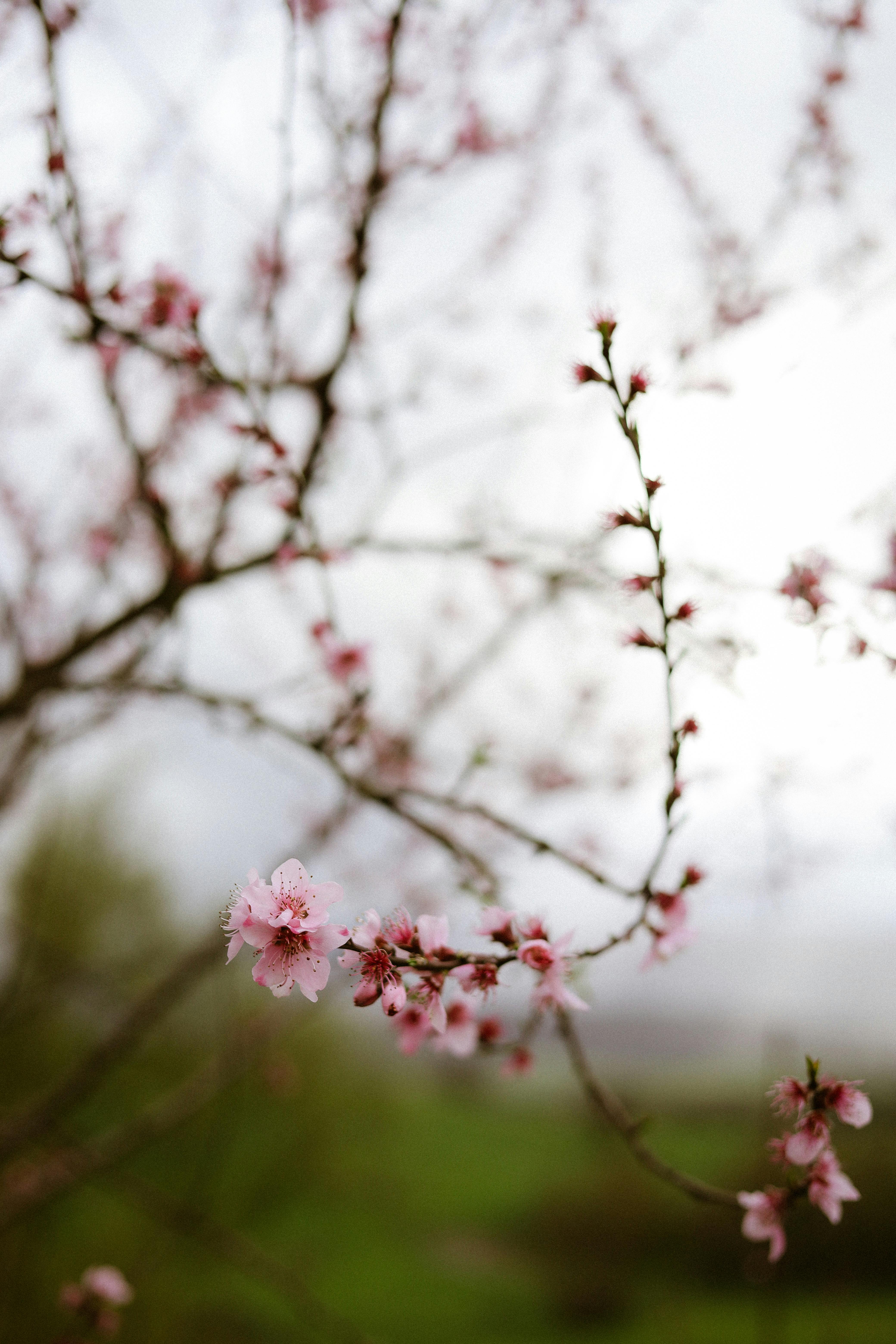 Serene Springtime Cherry Blossom Branch Close-Up · Free Stock Photo