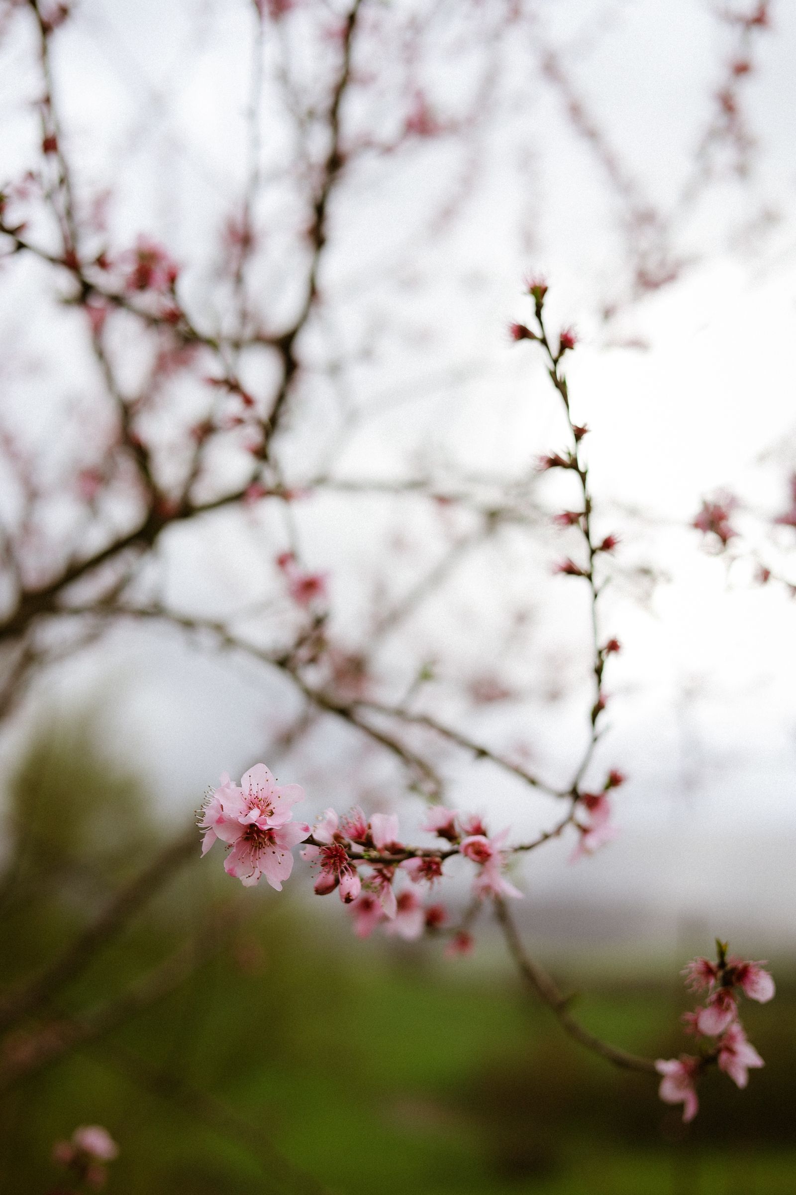 Flower Branch Photos, Download The BEST Free Flower Branch Stock Photos ...