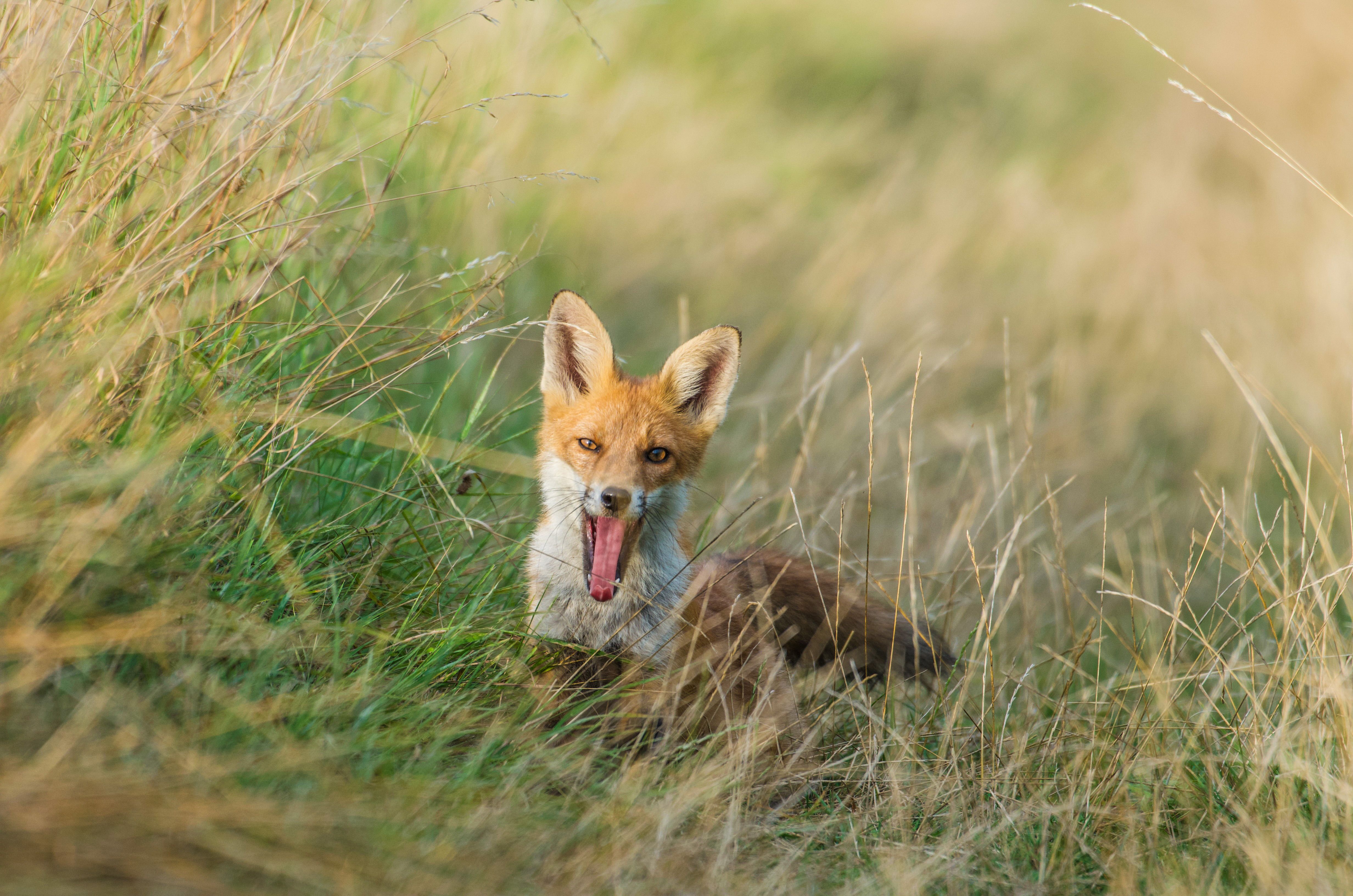 Red Fox in Natural Habitat Amidst Tall Grass · Free Stock Photo