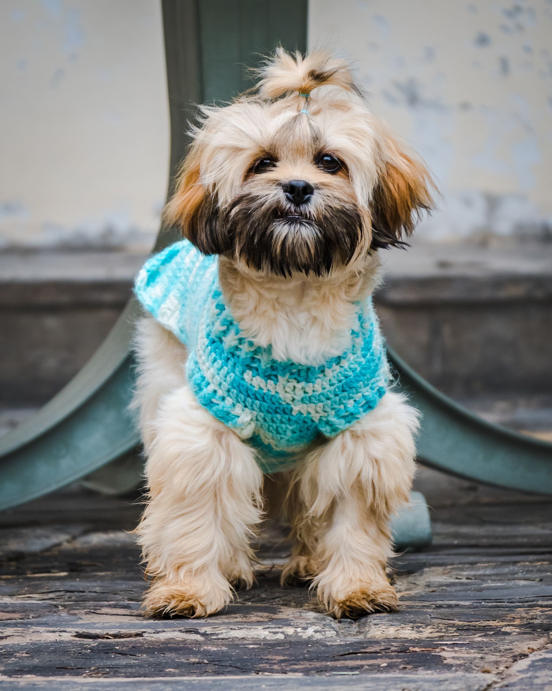 Charming Small Dog in Cozy Wool Sweater · Free Stock Photo