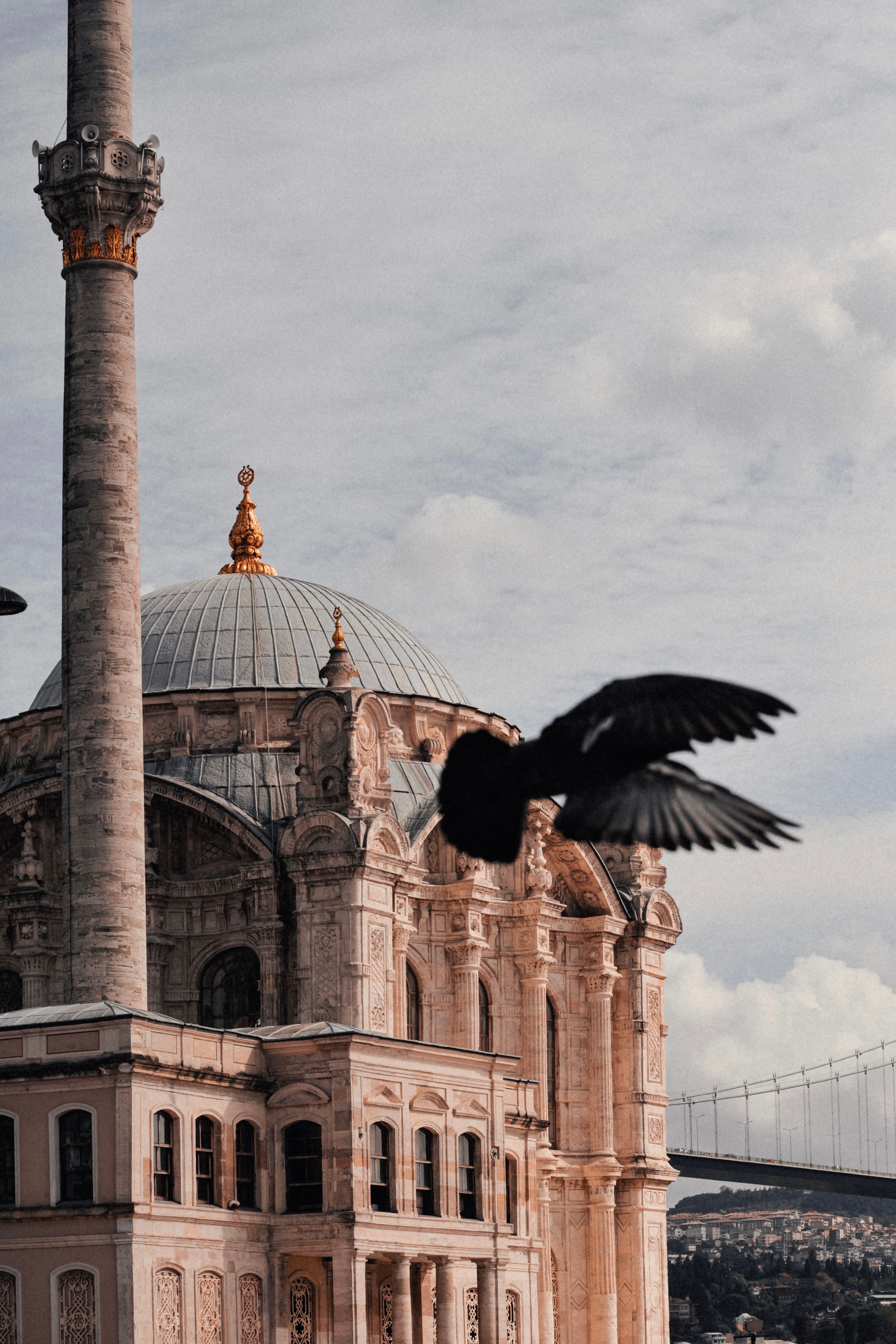Ortaköy Mosque with Bird in Flight, Istanbul · Free Stock Photo