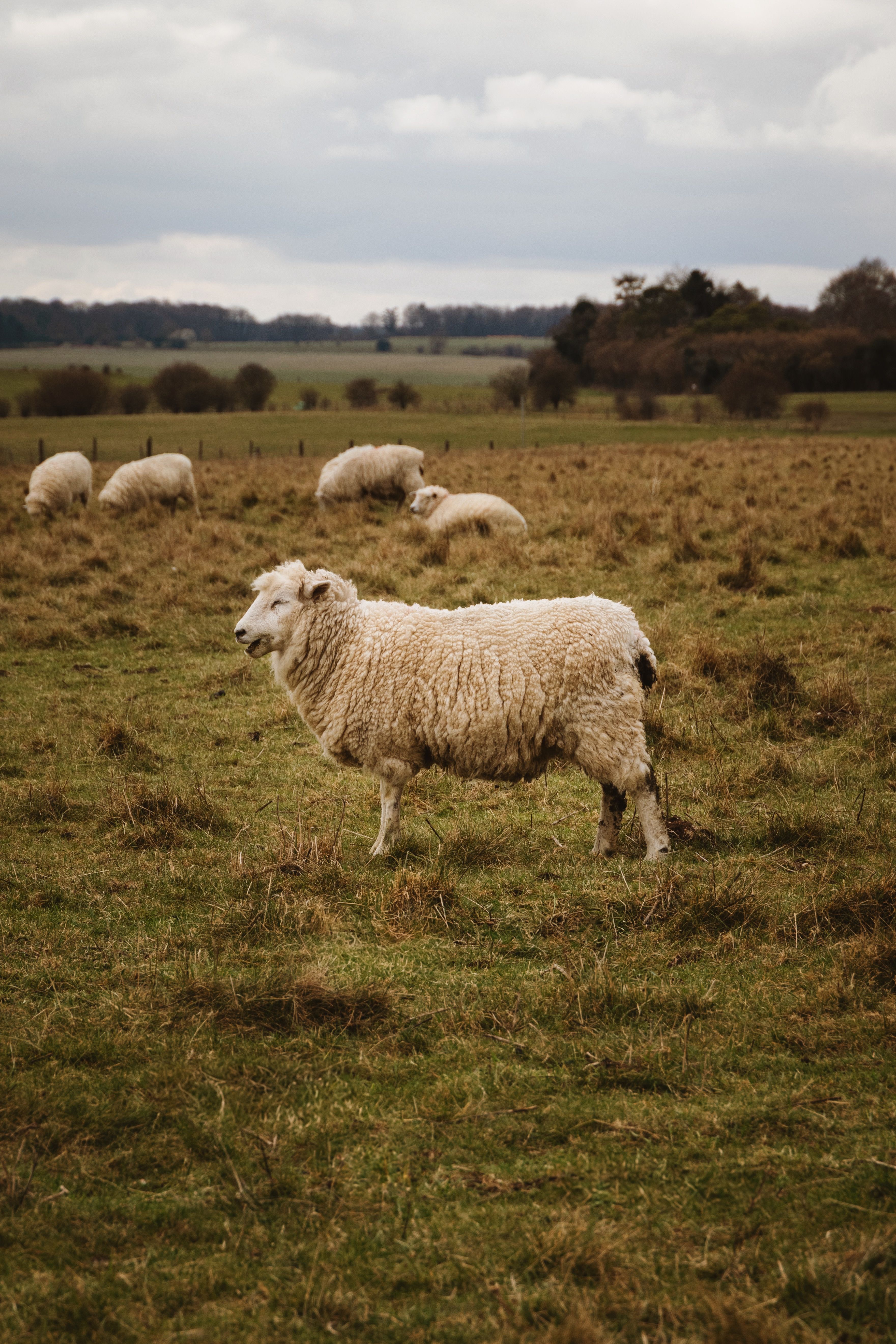 Grazing Sheep in a Peaceful English Countryside · Free Stock Photo