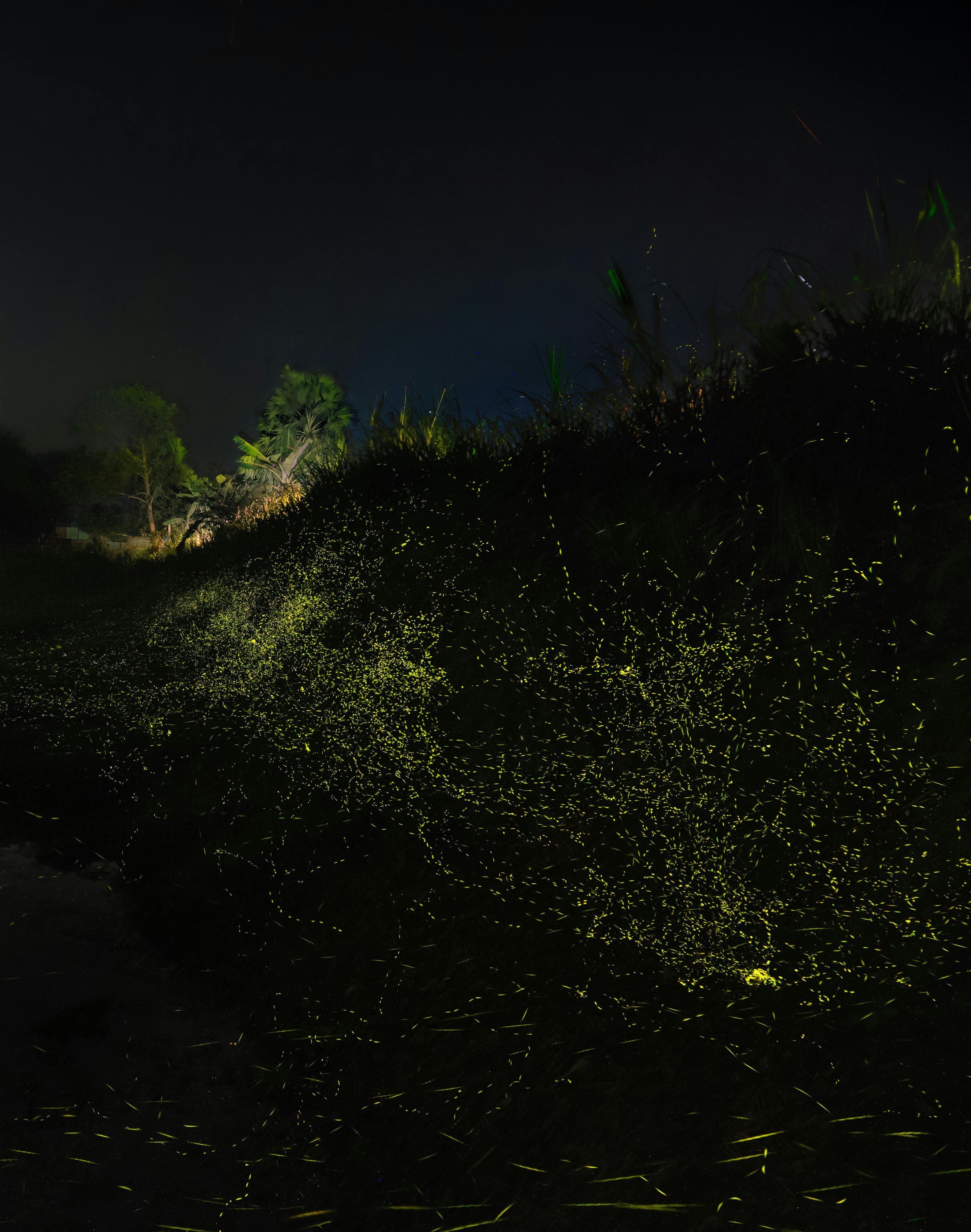 4k Fireflies Photos, Download The BEST Free 4k Fireflies Stock Photos ...