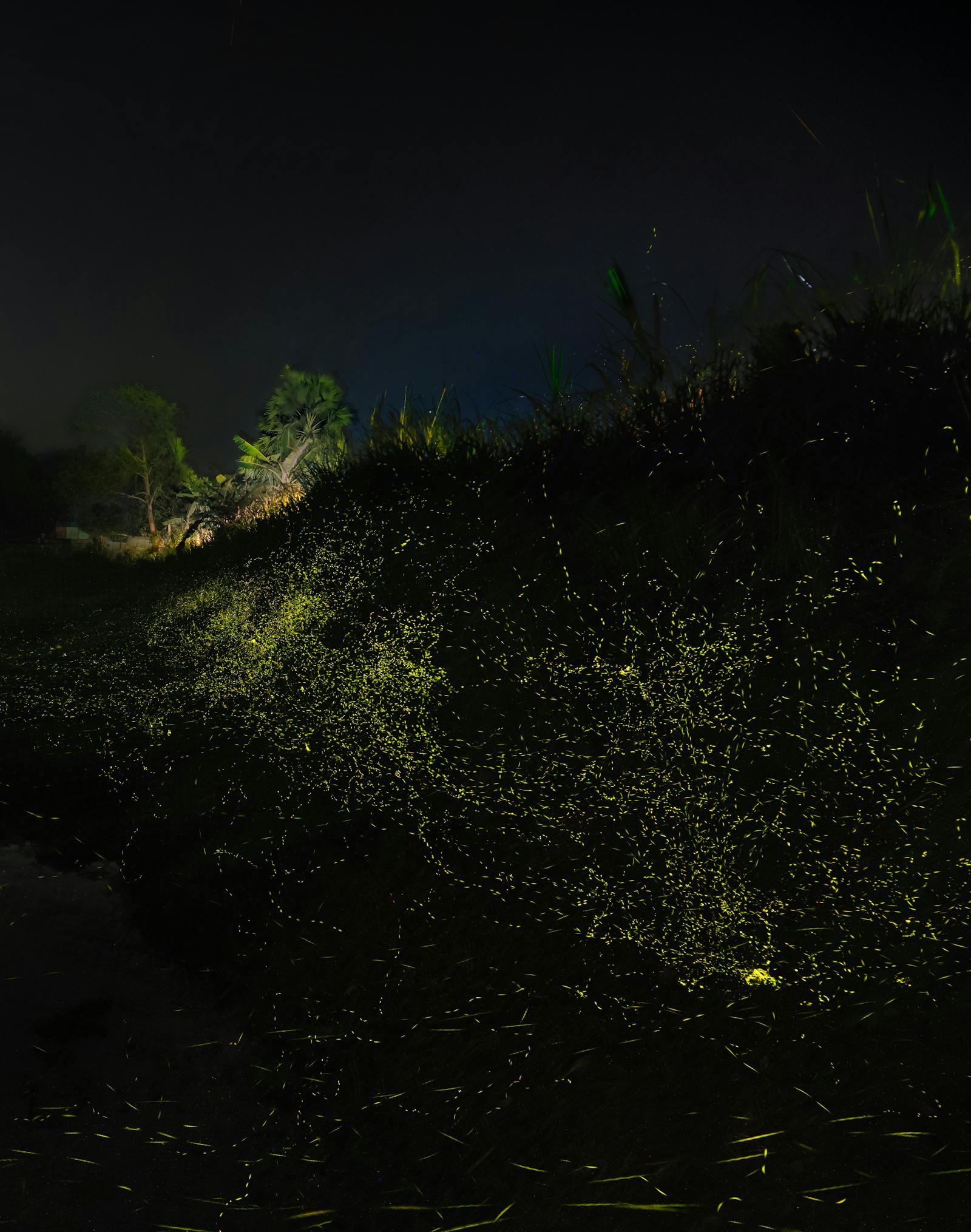 Fireflies Photos, Download The BEST Free Fireflies Stock Photos & HD Images