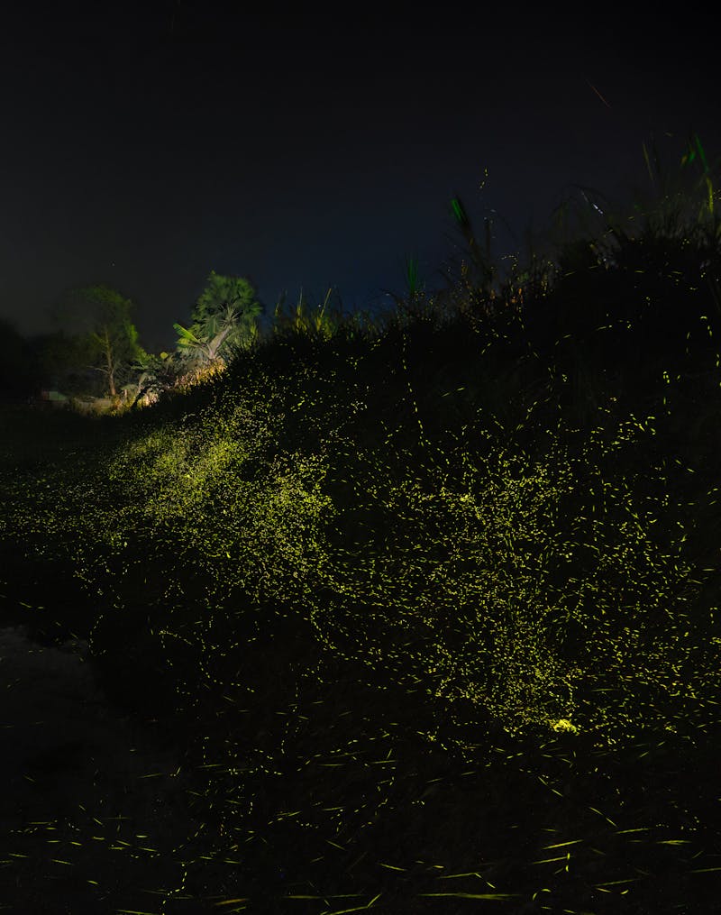 Fireflies Photos, Download The BEST Free Fireflies Stock Photos & HD Images