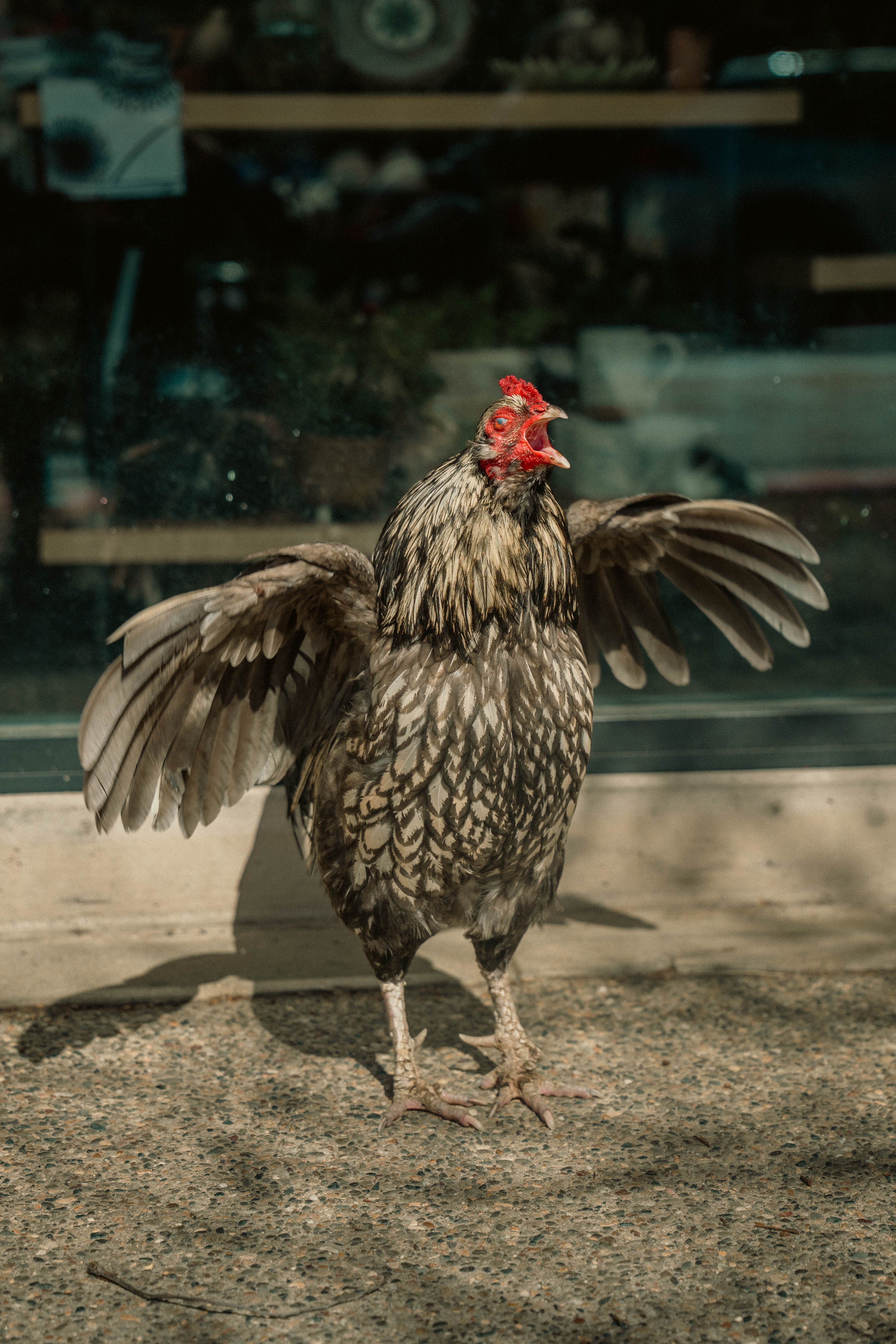 Free-Range Chicken Spreading Wings Outdoors · Free Stock Photo