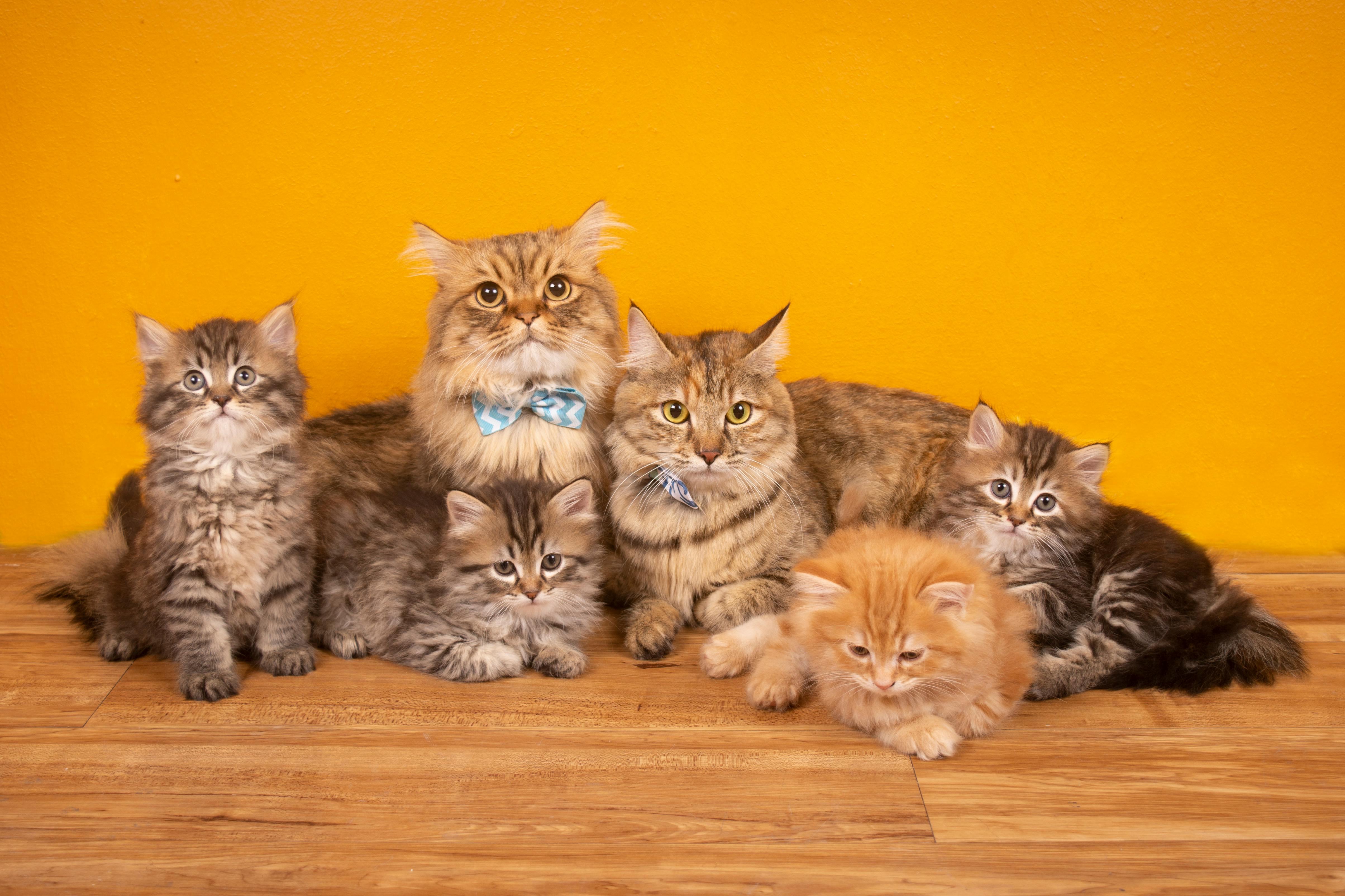 Small Background Photos, Download The BEST Free Small Background Stock ...