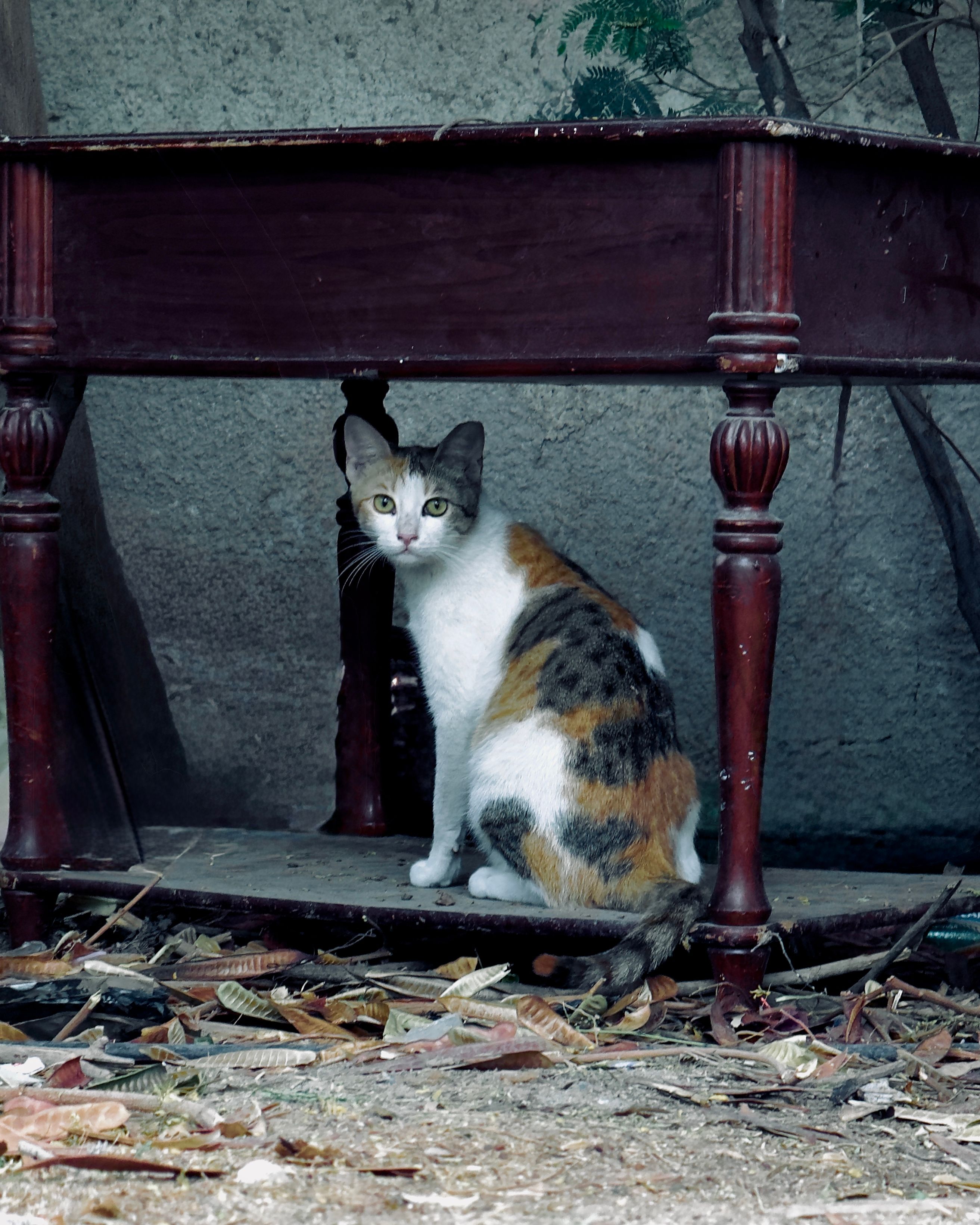 Calico Cat Under Vintage Table Outdoors · Free Stock Photo