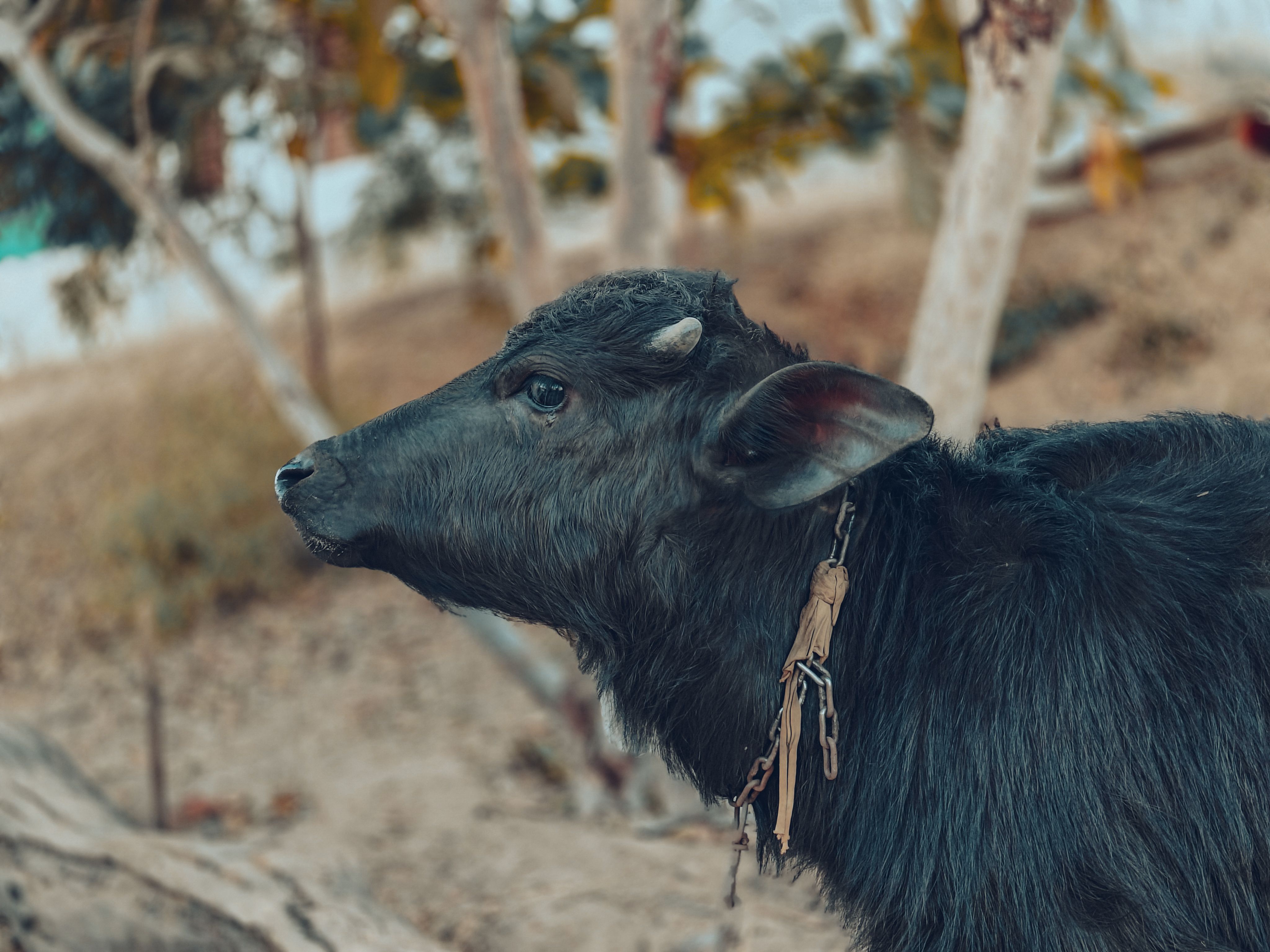 Buffalo Calf Indian Photos, Download The BEST Free Buffalo Calf Indian ...