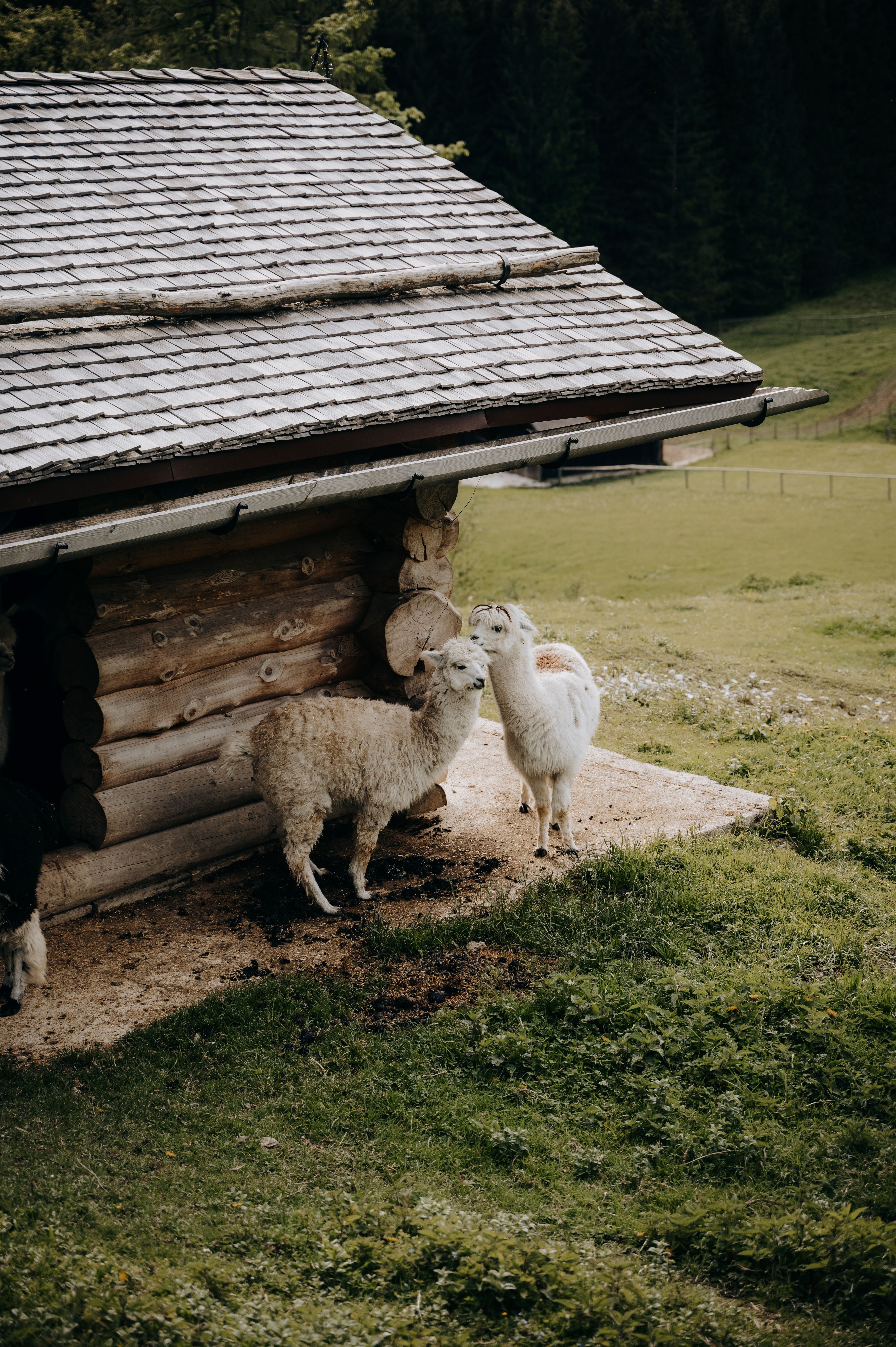 Alpacas Standing Near Rustic Wooden Cabin · Free Stock Photo
