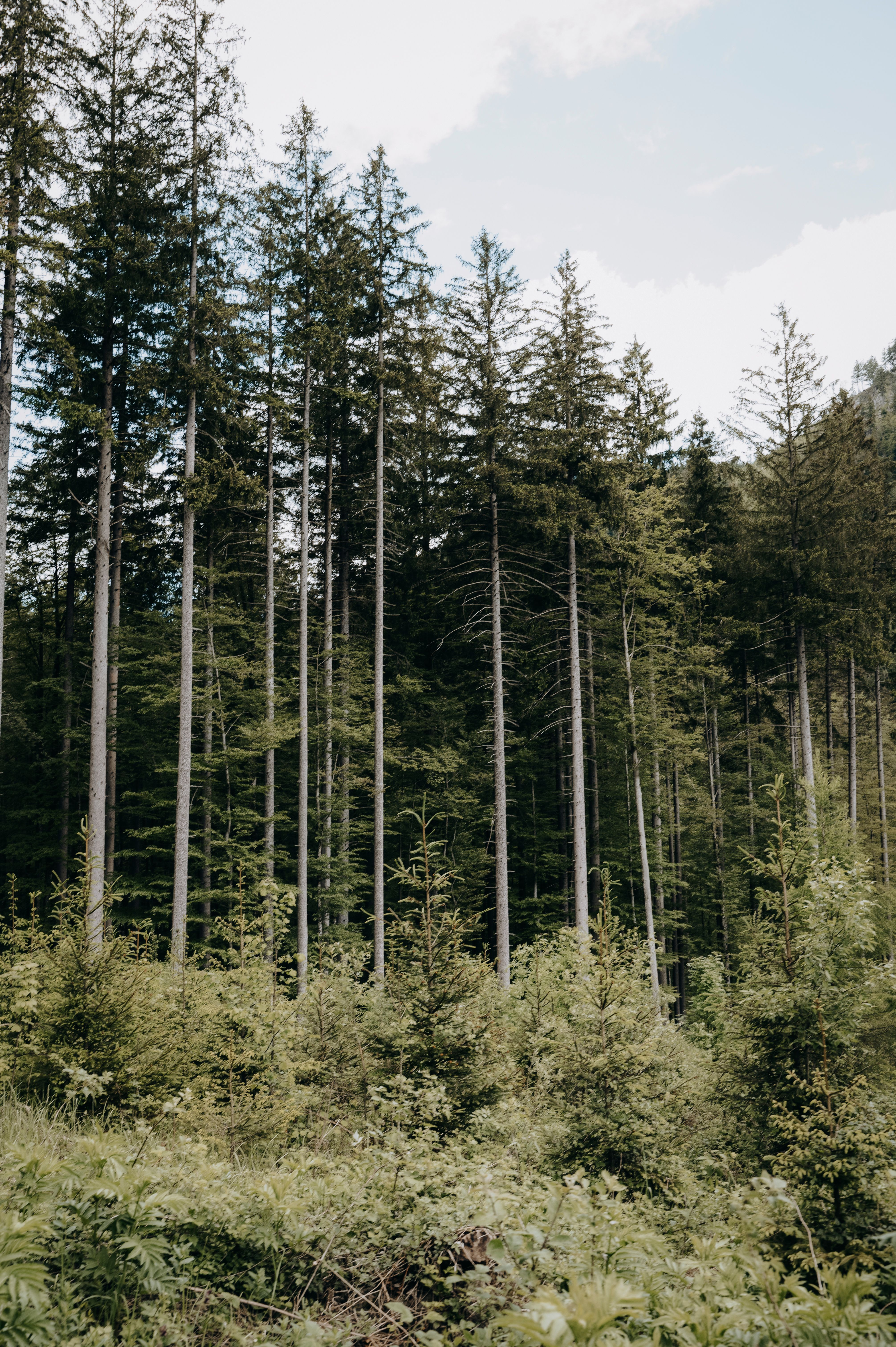 Serene Pine Forest Landscape Capturing Nature · Free Stock Photo