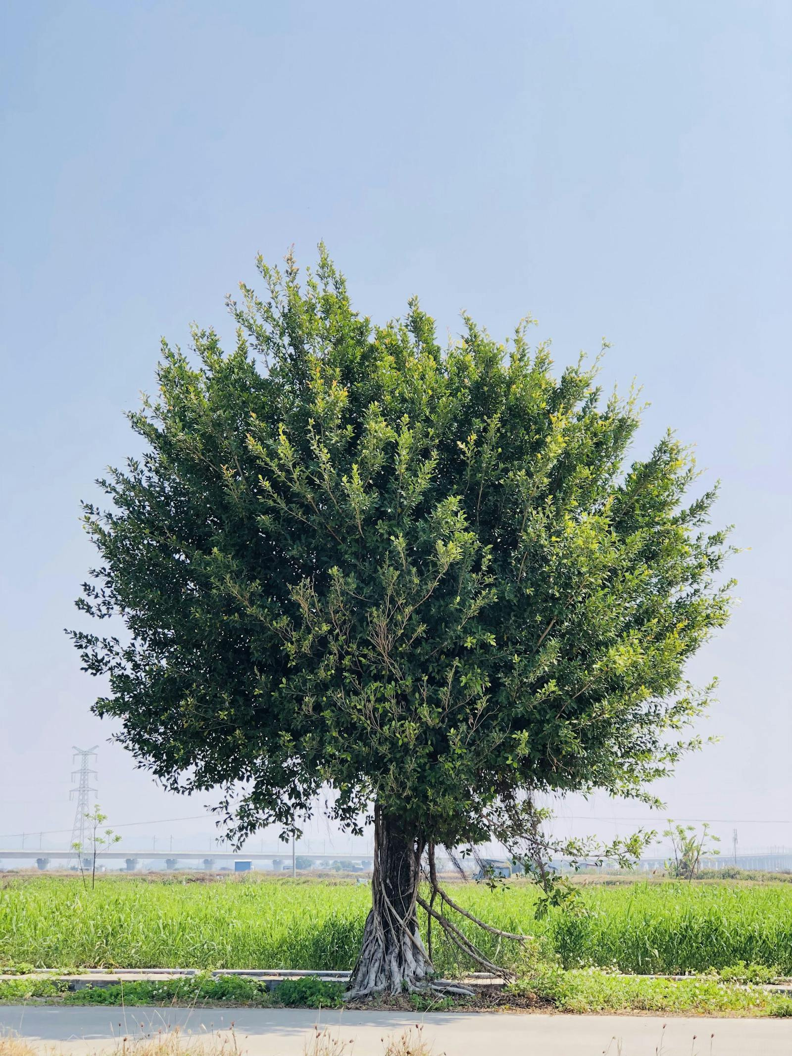 Tree Roots Photos, Download The BEST Free Tree Roots Stock Photos & HD ...