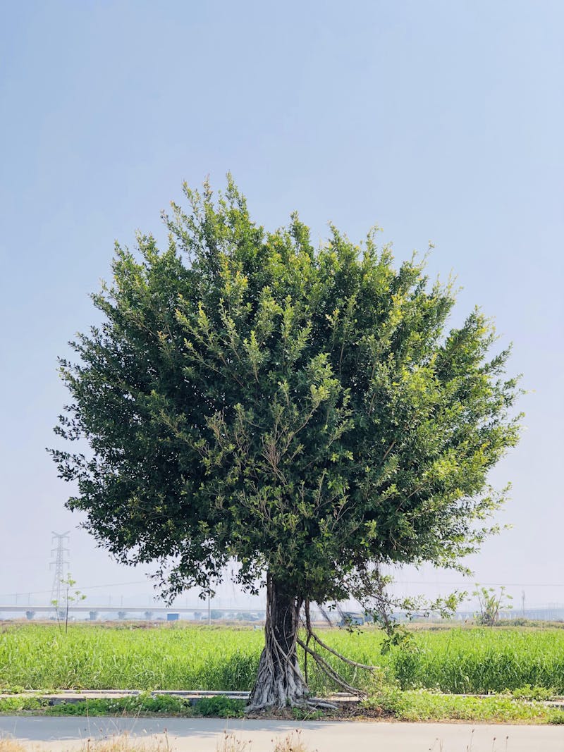 Tree Roots Photos, Download The BEST Free Tree Roots Stock Photos & HD ...