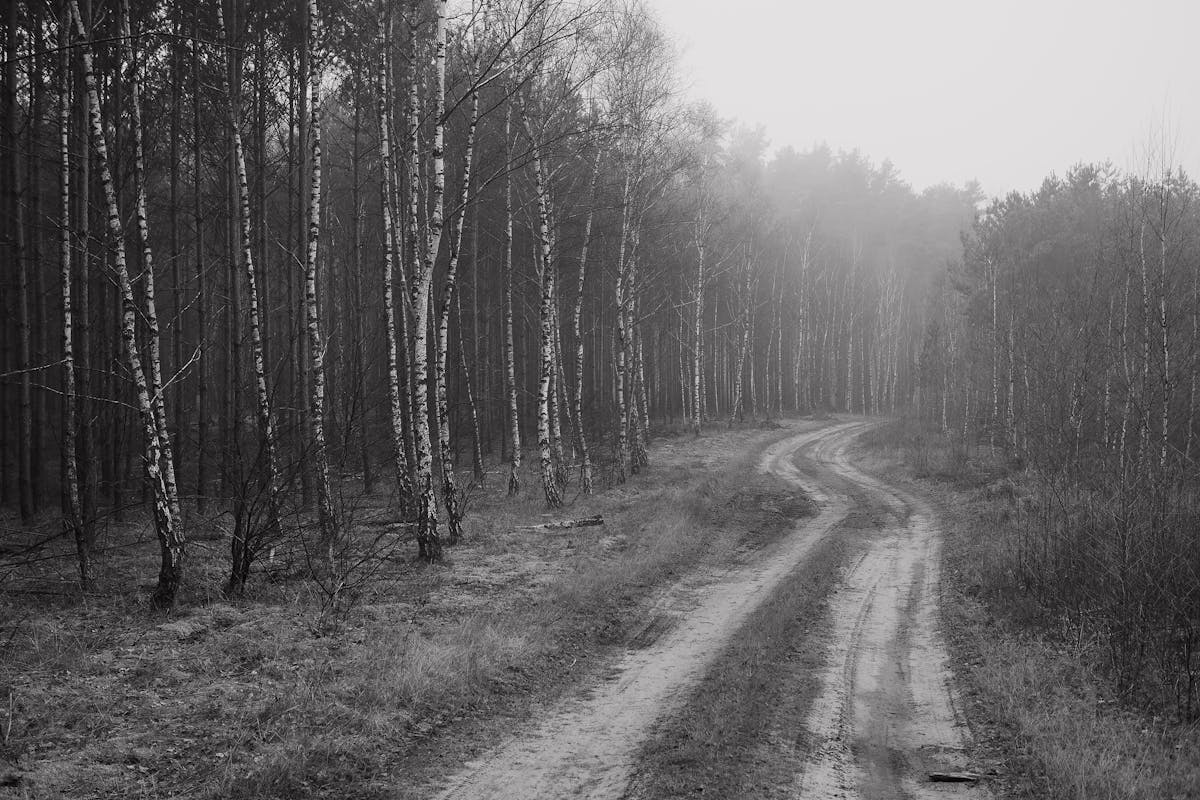 Tree Line Photos, Download The BEST Free Tree Line Stock Photos & HD Images