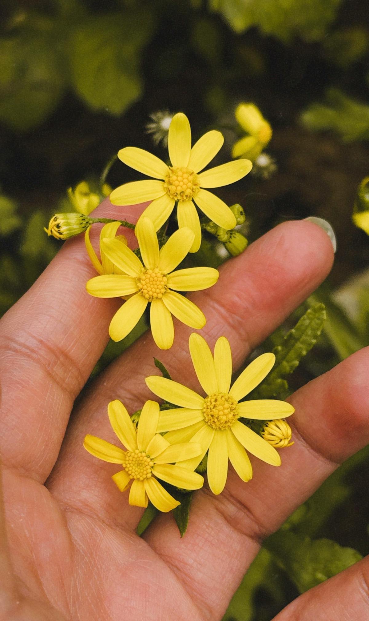 Small Flowers Photos, Download The BEST Free Small Flowers Stock Photos ...