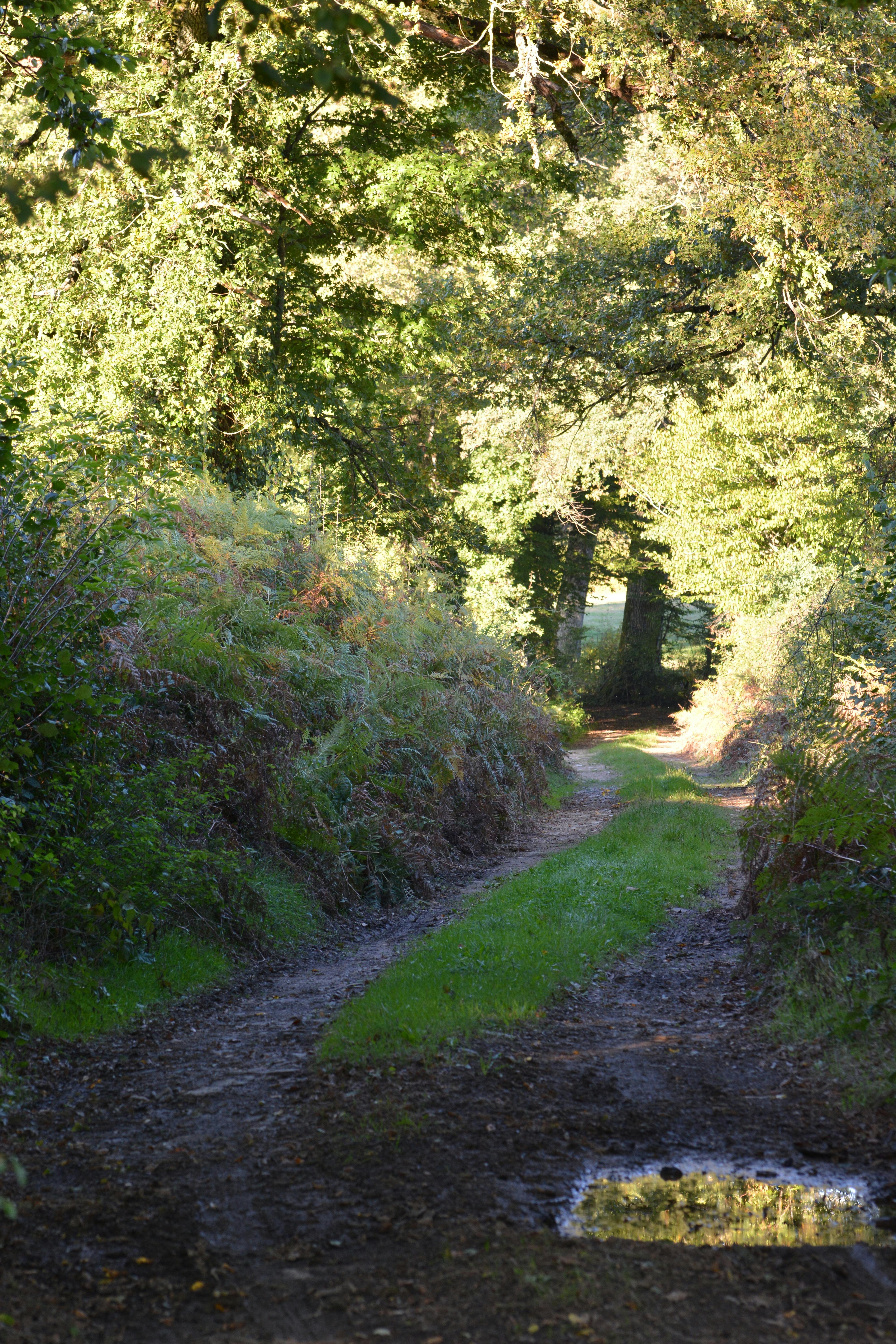 Scenic Forest Path in Creuse, France · Free Stock Photo