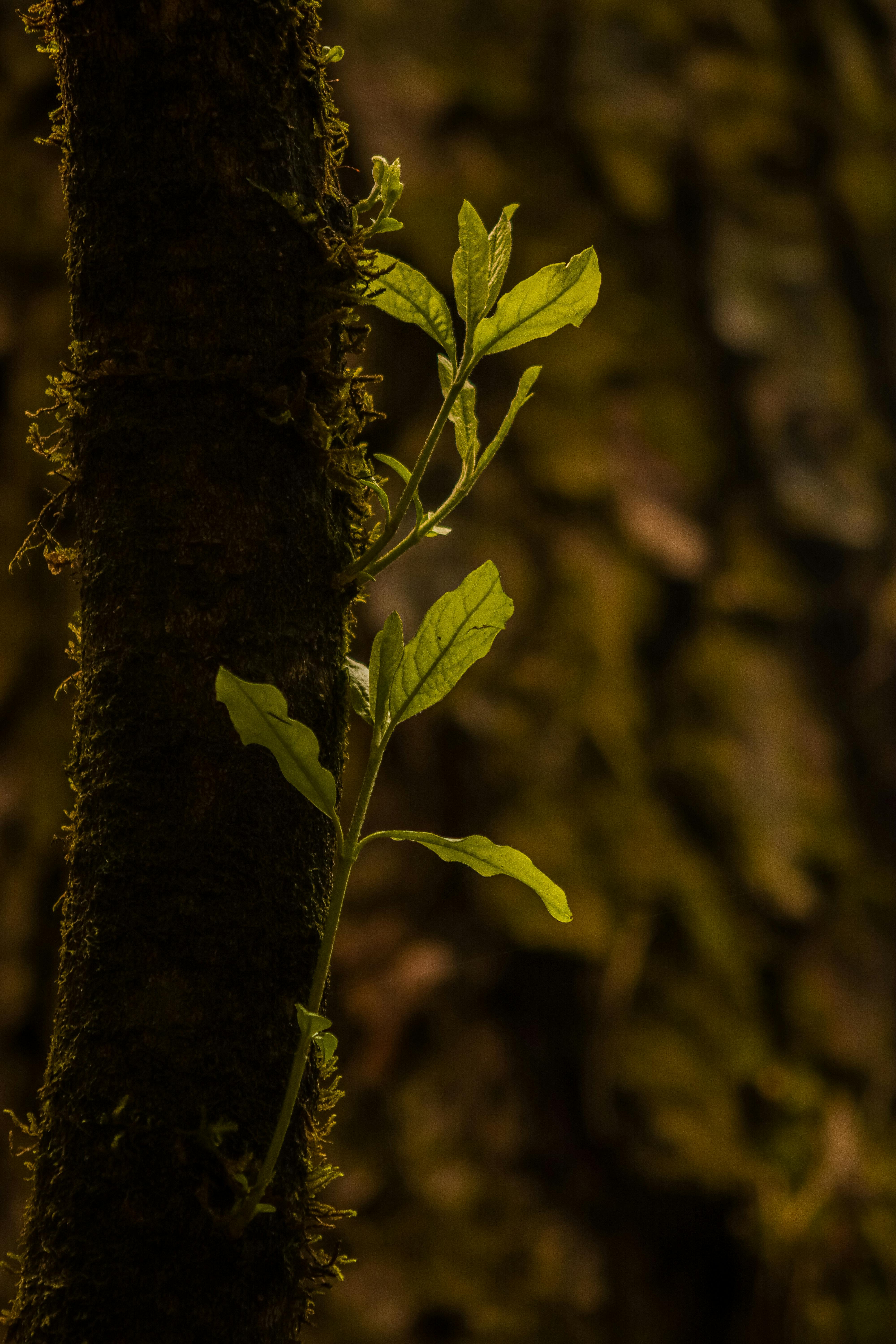 Close-Up of Leafy Tree Branch in Mexican Forest · Free Stock Photo