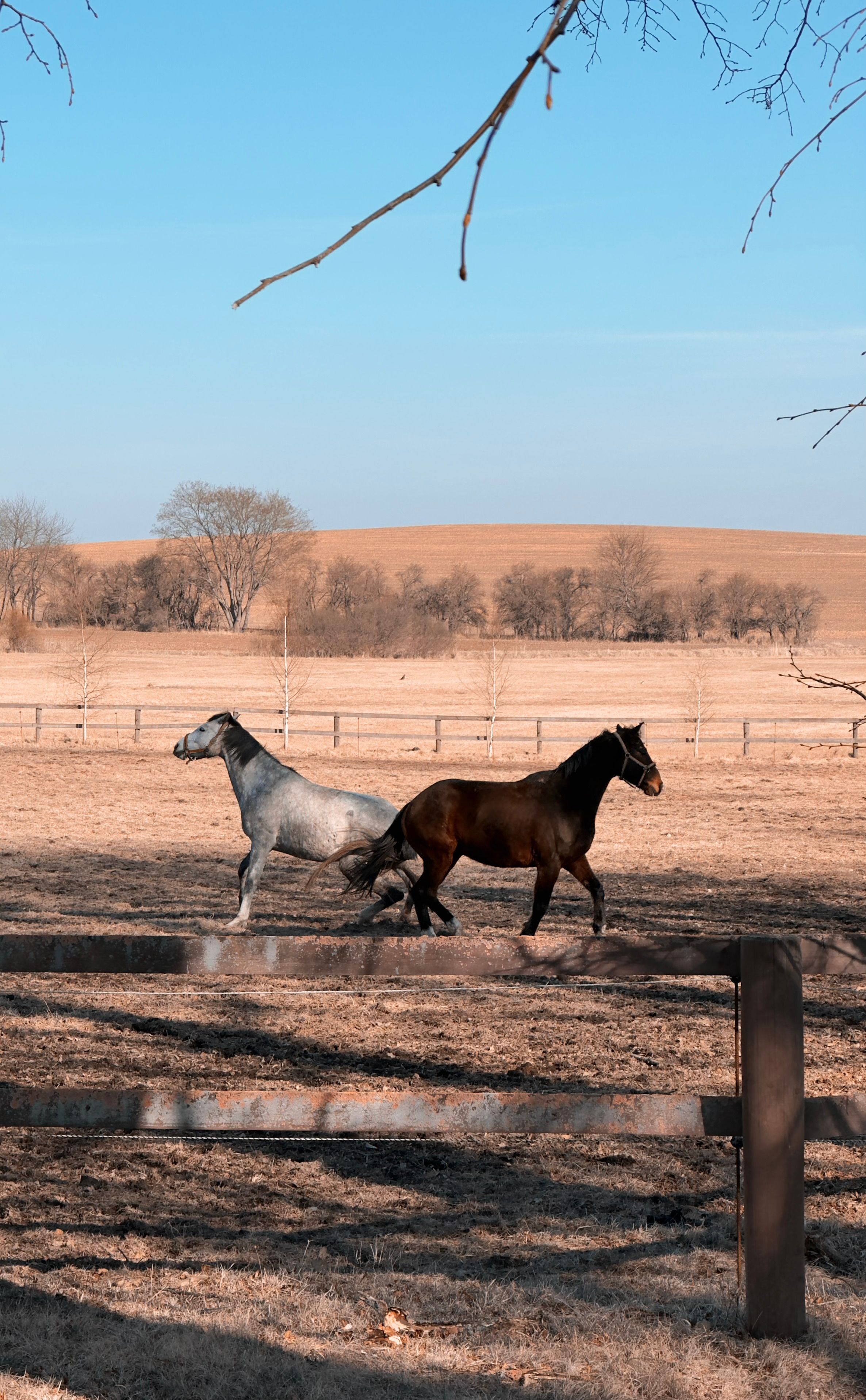 Horses Running in a Pasture in South Bohemia · Free Stock Photo
