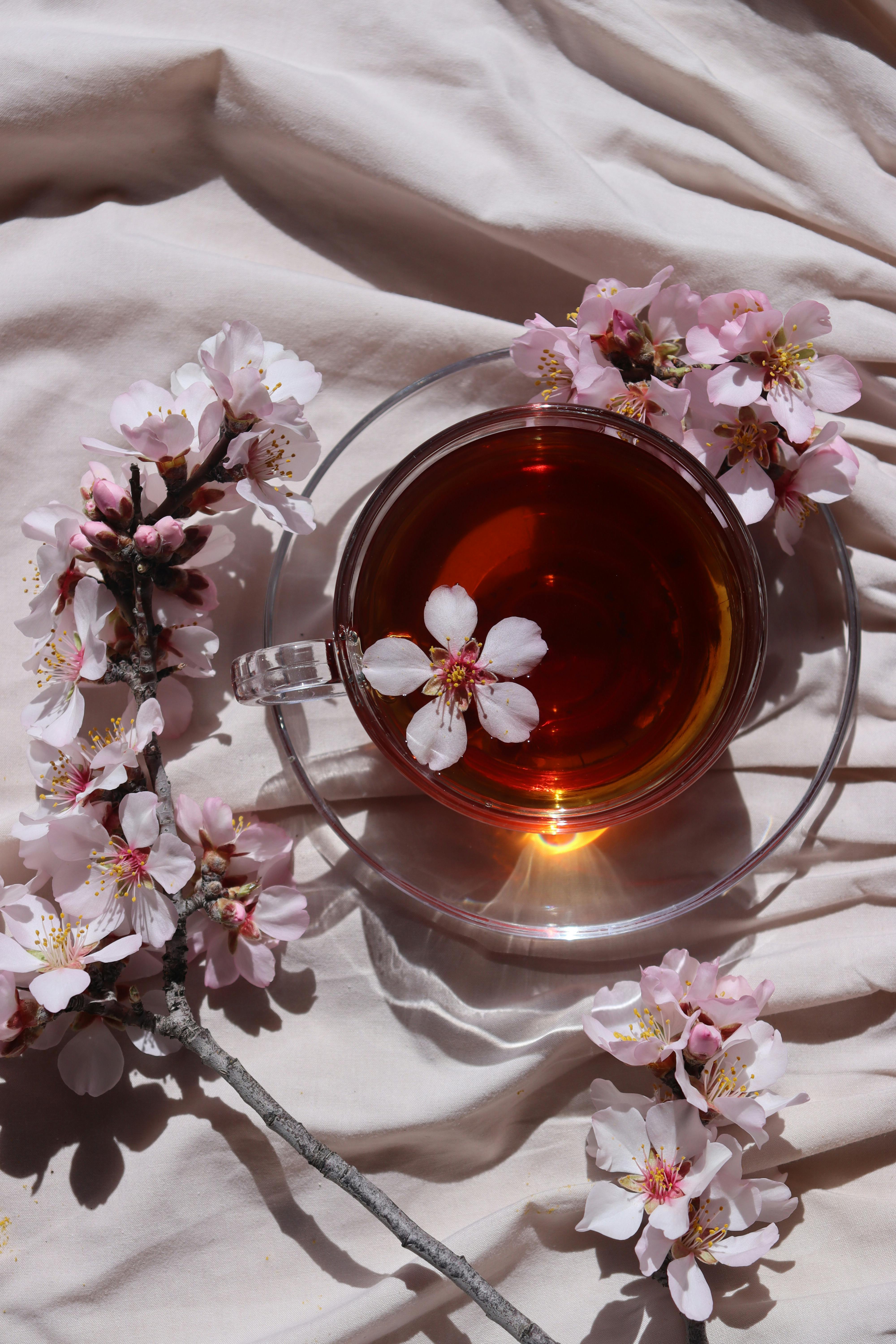 Elegant Cup of Tea with Cherry Blossoms · Free Stock Photo
