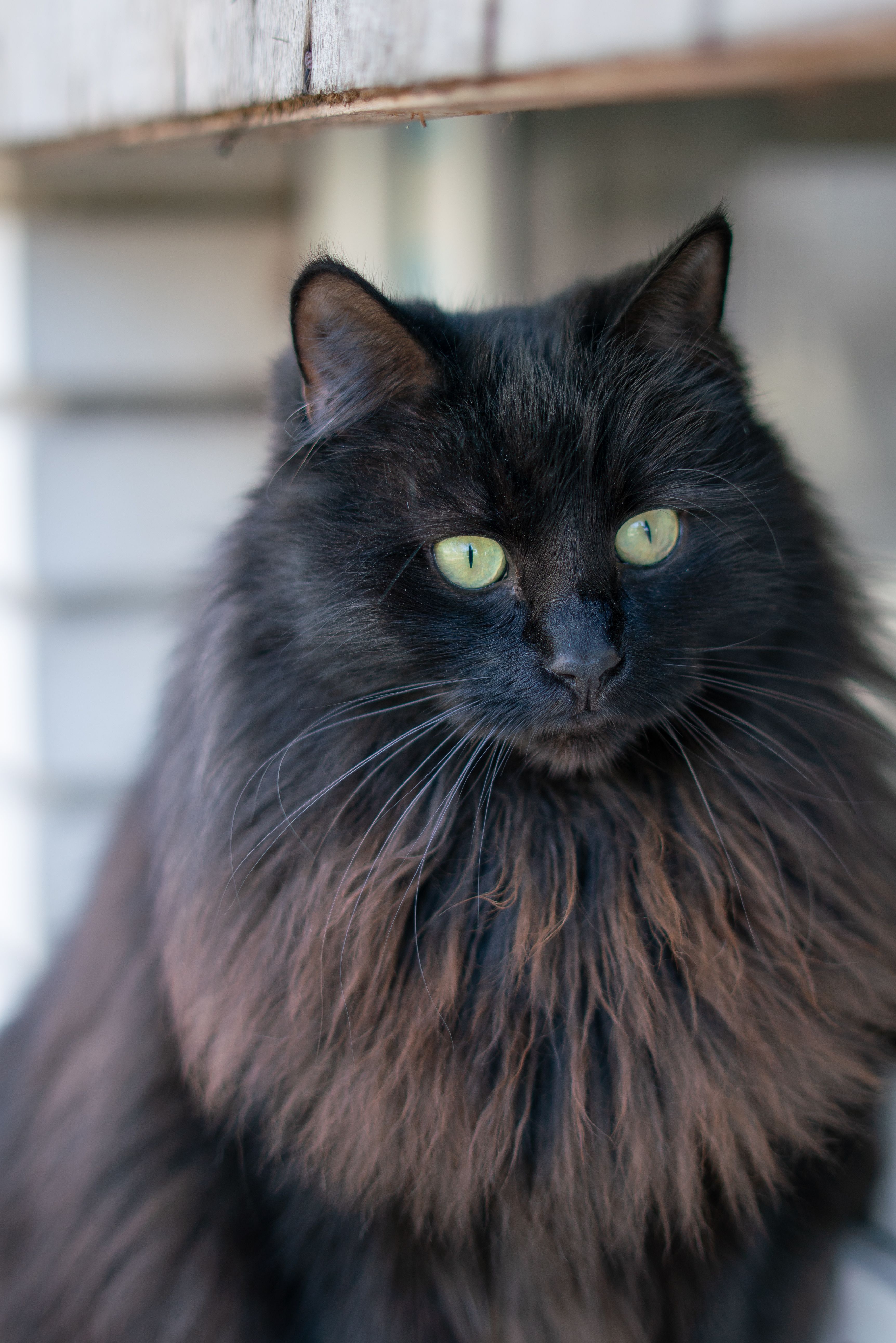 Majestic Long-Haired Black Cat Portrait · Free Stock Photo