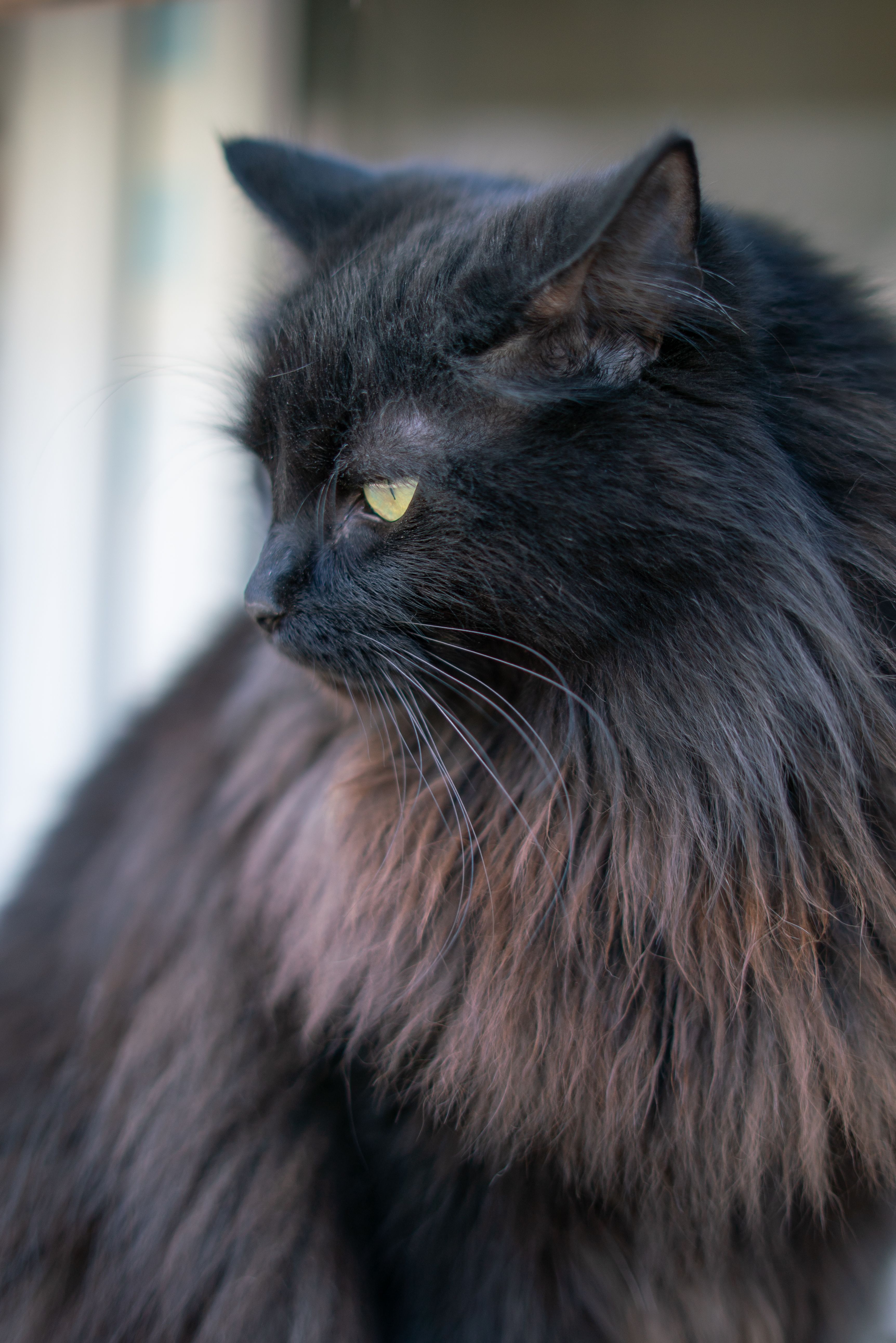 Majestic Long-Haired Black Cat Portrait · Free Stock Photo