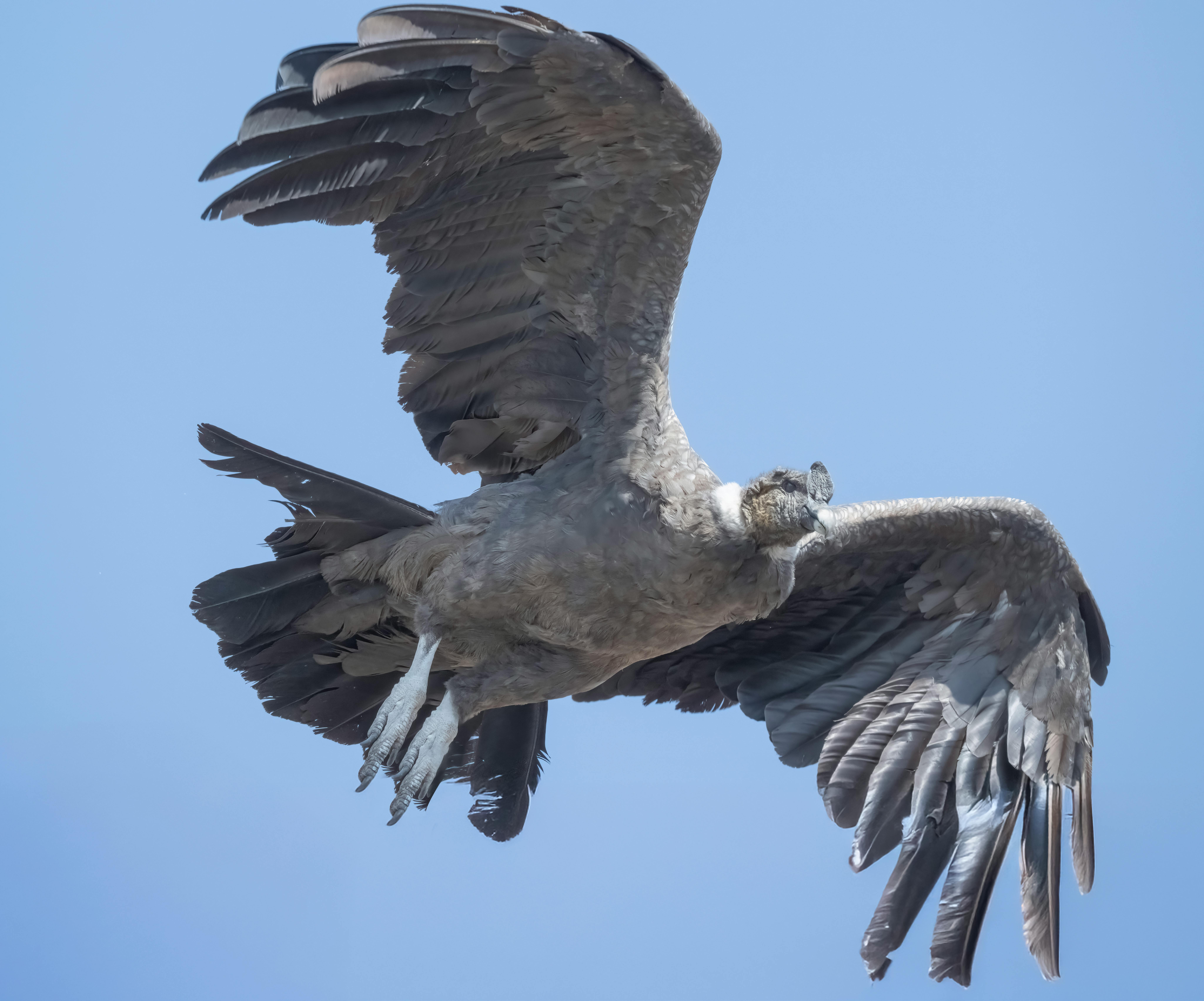 Foto de stock gratuita sobre alpino, alta altitud, altísimo, amante de ...