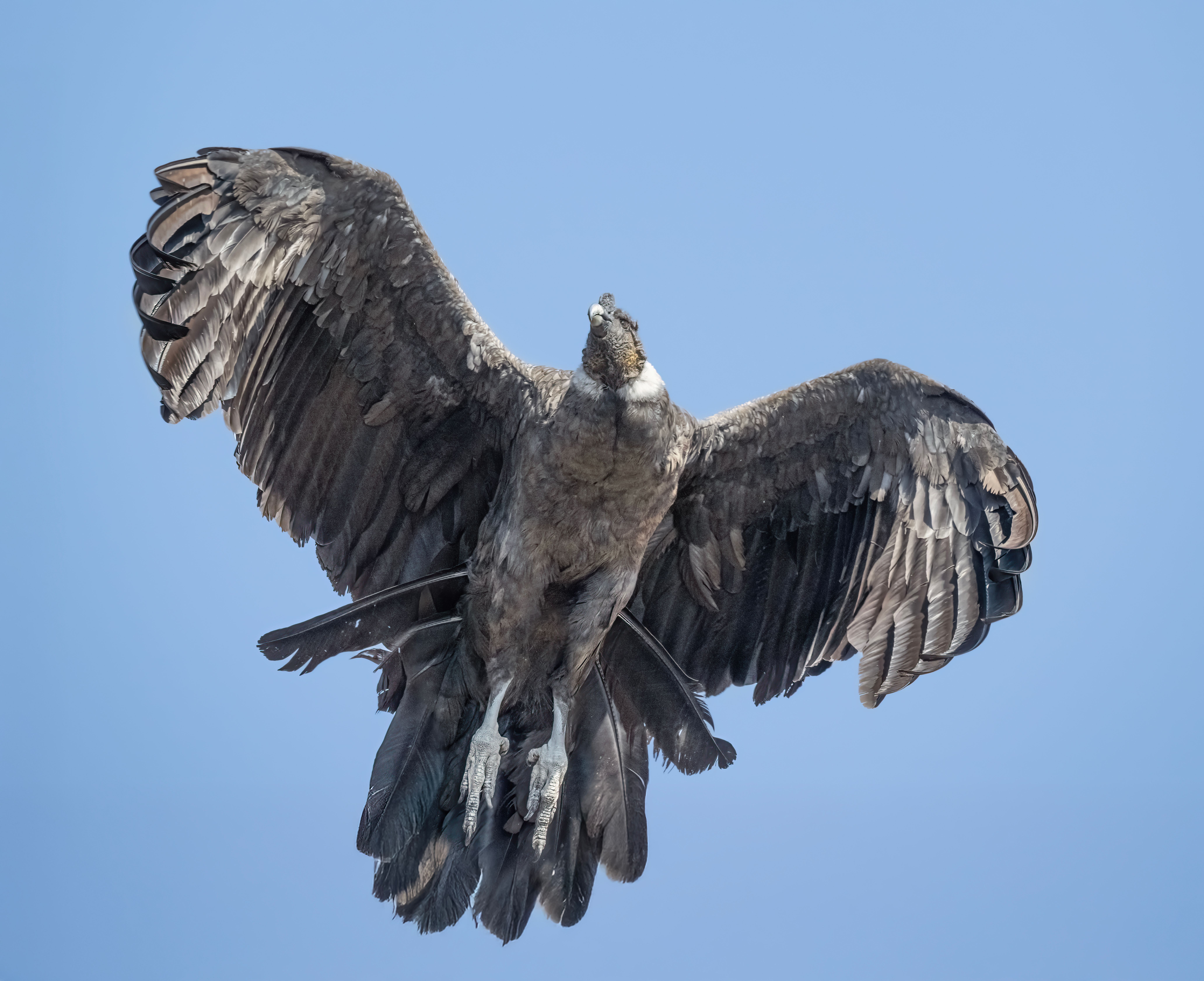 Andean Condor in Flight Over Chilean Sky · Free Stock Photo