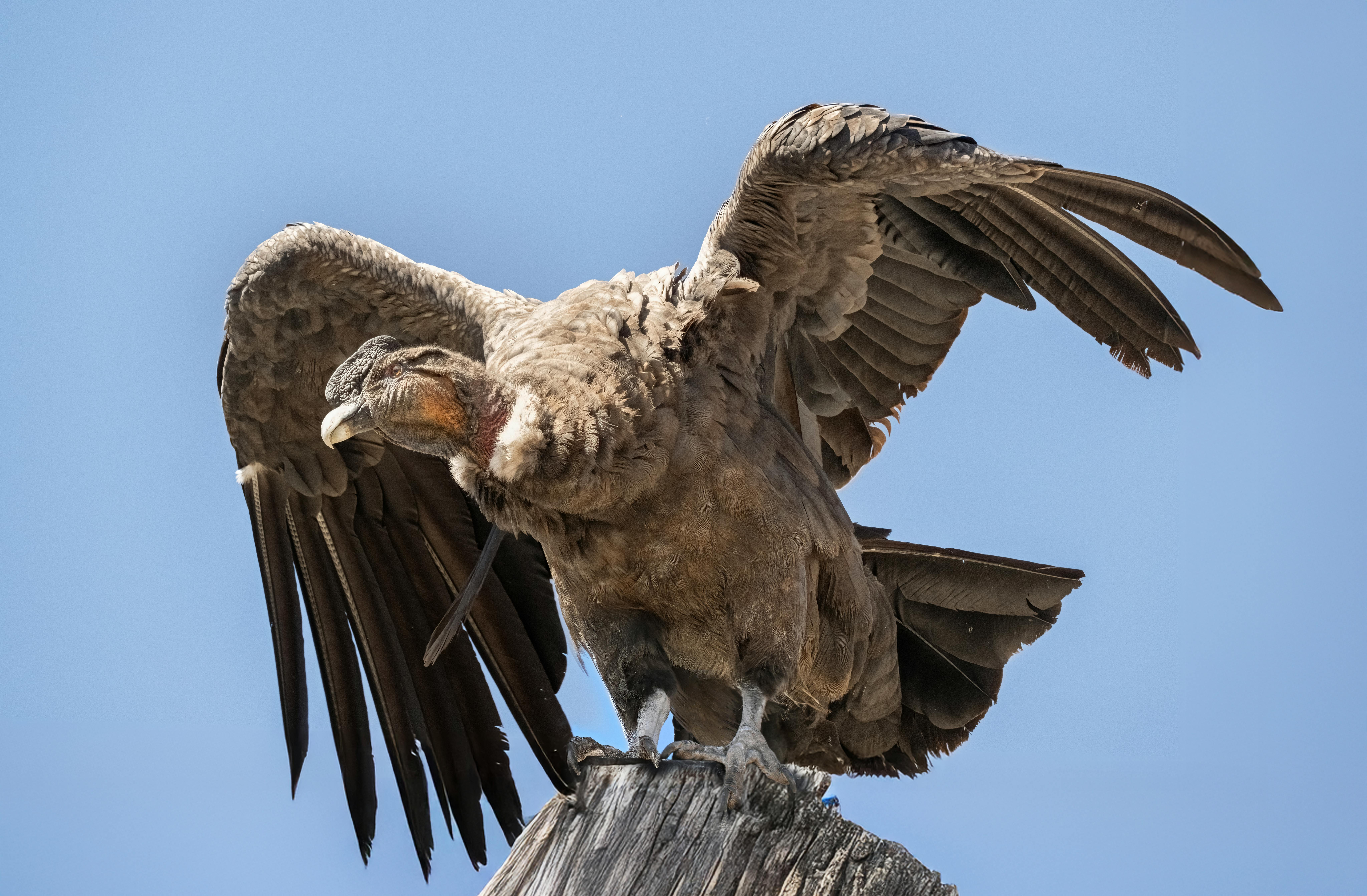 Majestic Andean Condor Spreads Its Wings in Chile · Free Stock Photo