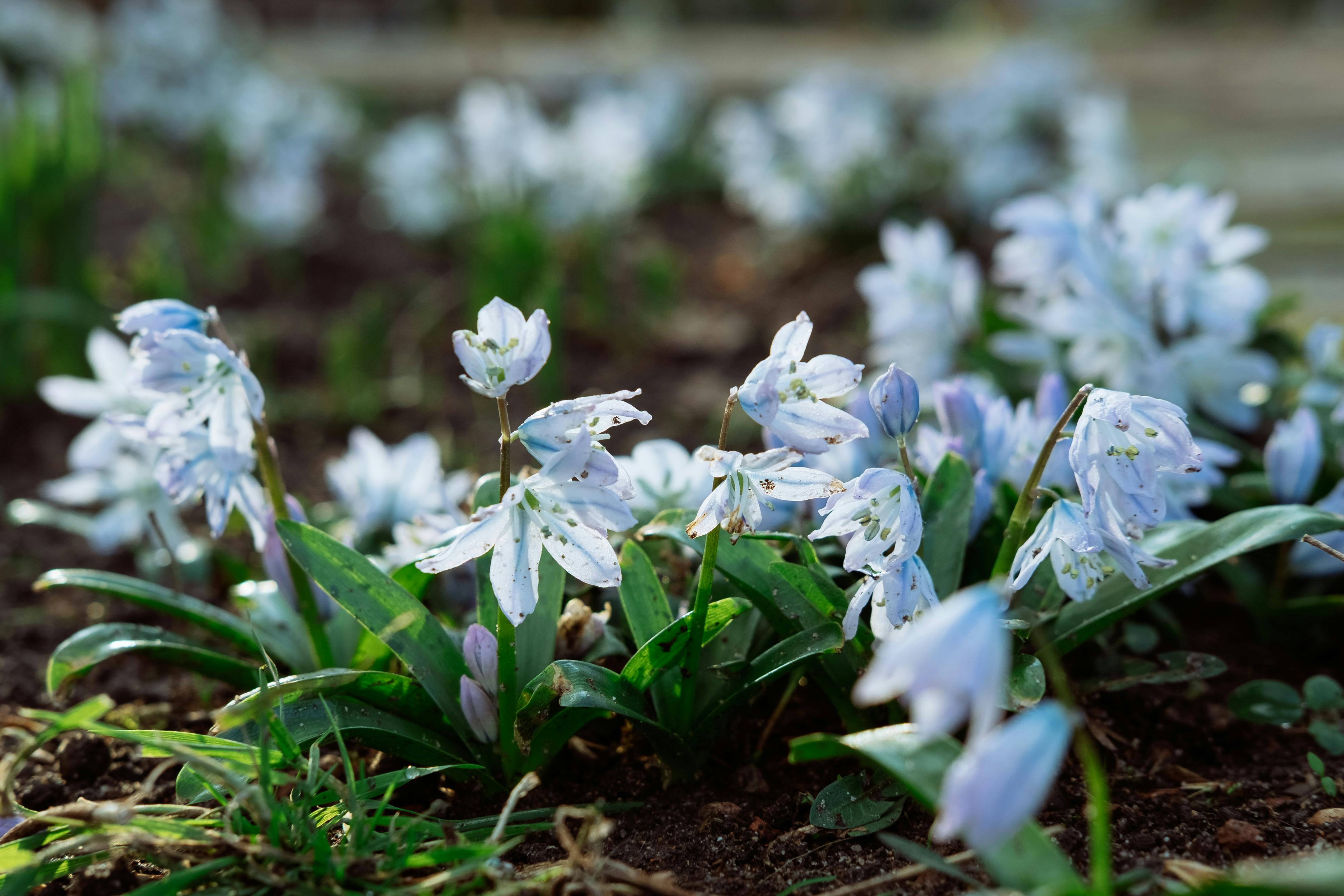 Background For Sap Photos, Download The BEST Free Background For Sap ...