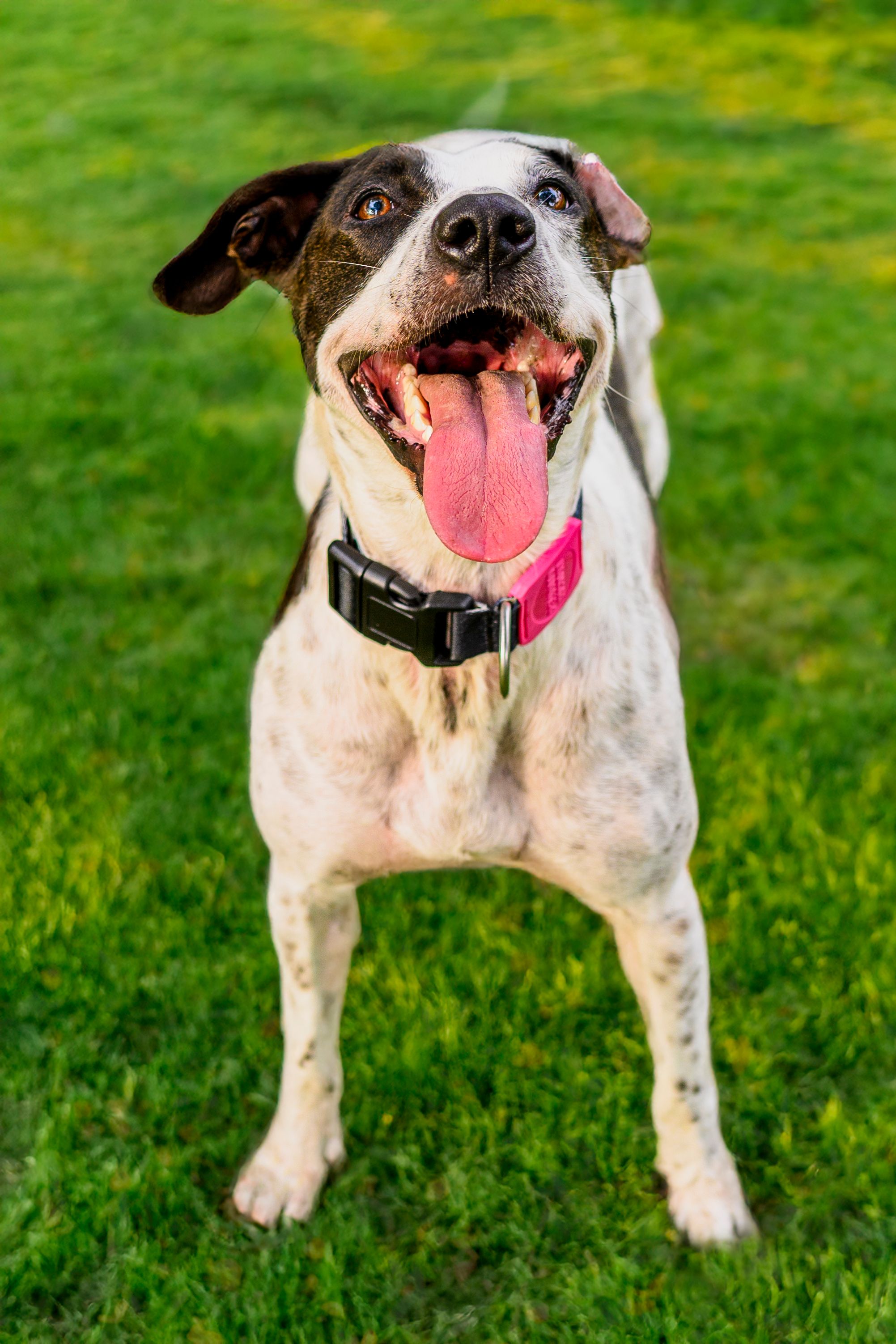 Happy Dog Playing Outdoors in Peru · Free Stock Photo