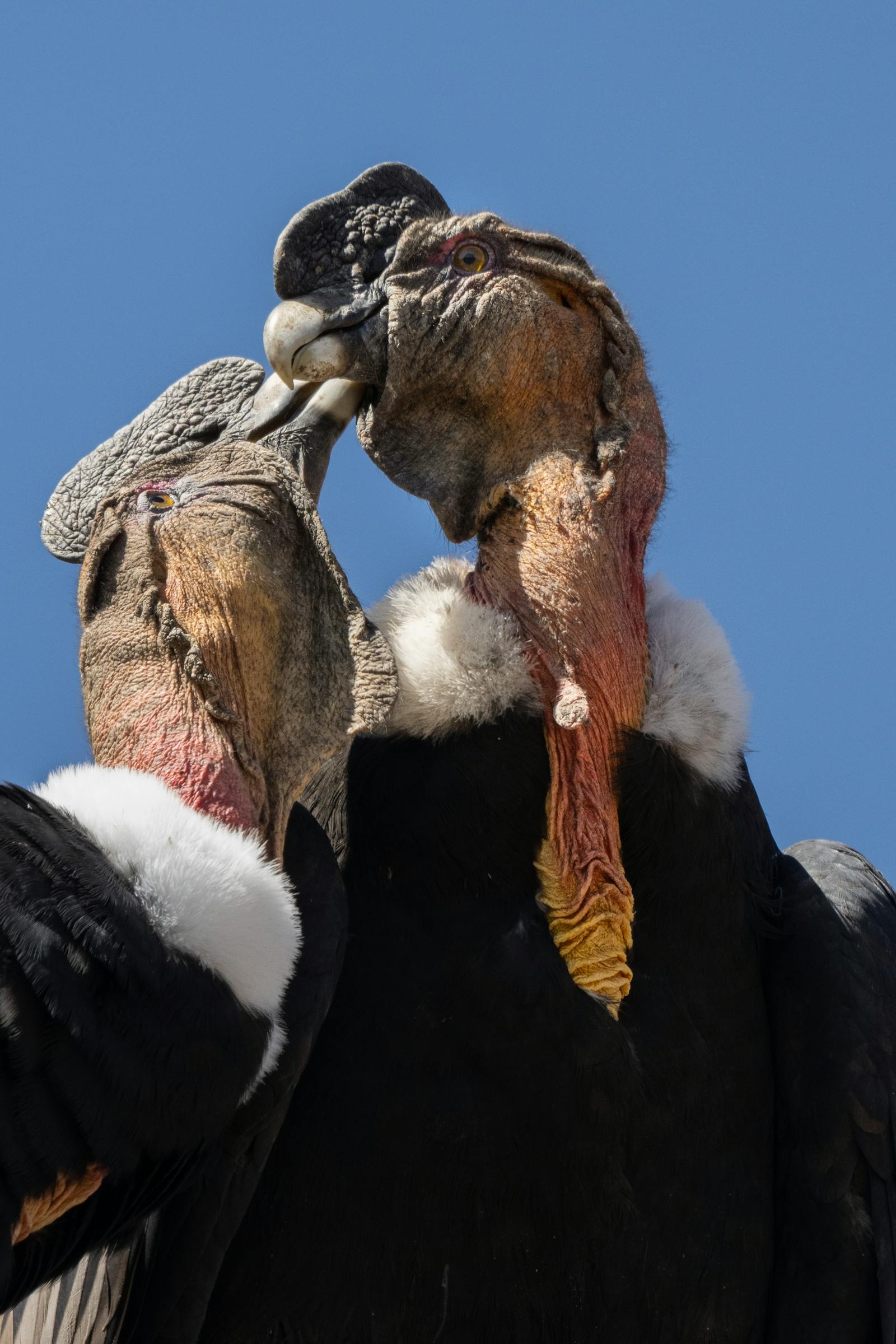 Condor Bird Photos, Download The BEST Free Condor Bird Stock Photos ...